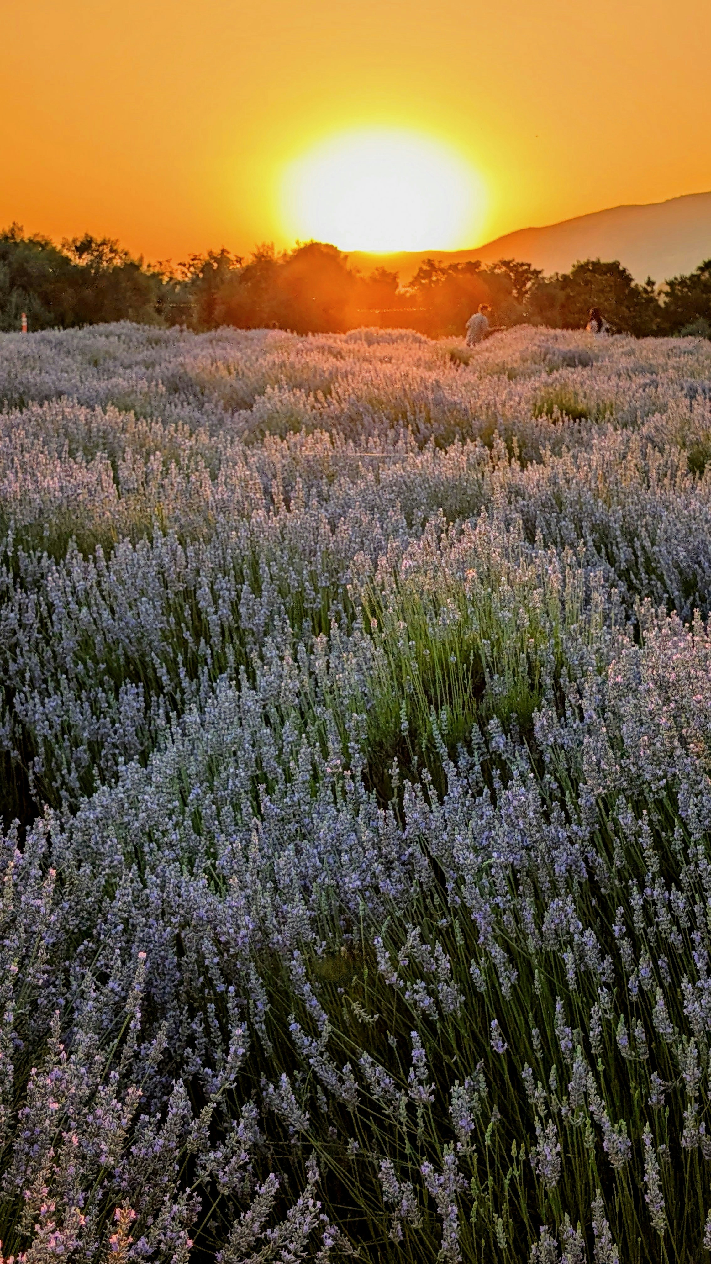 Lavender fields glow under a fiery sunset, with distant hills and a few visitors among the blooms.