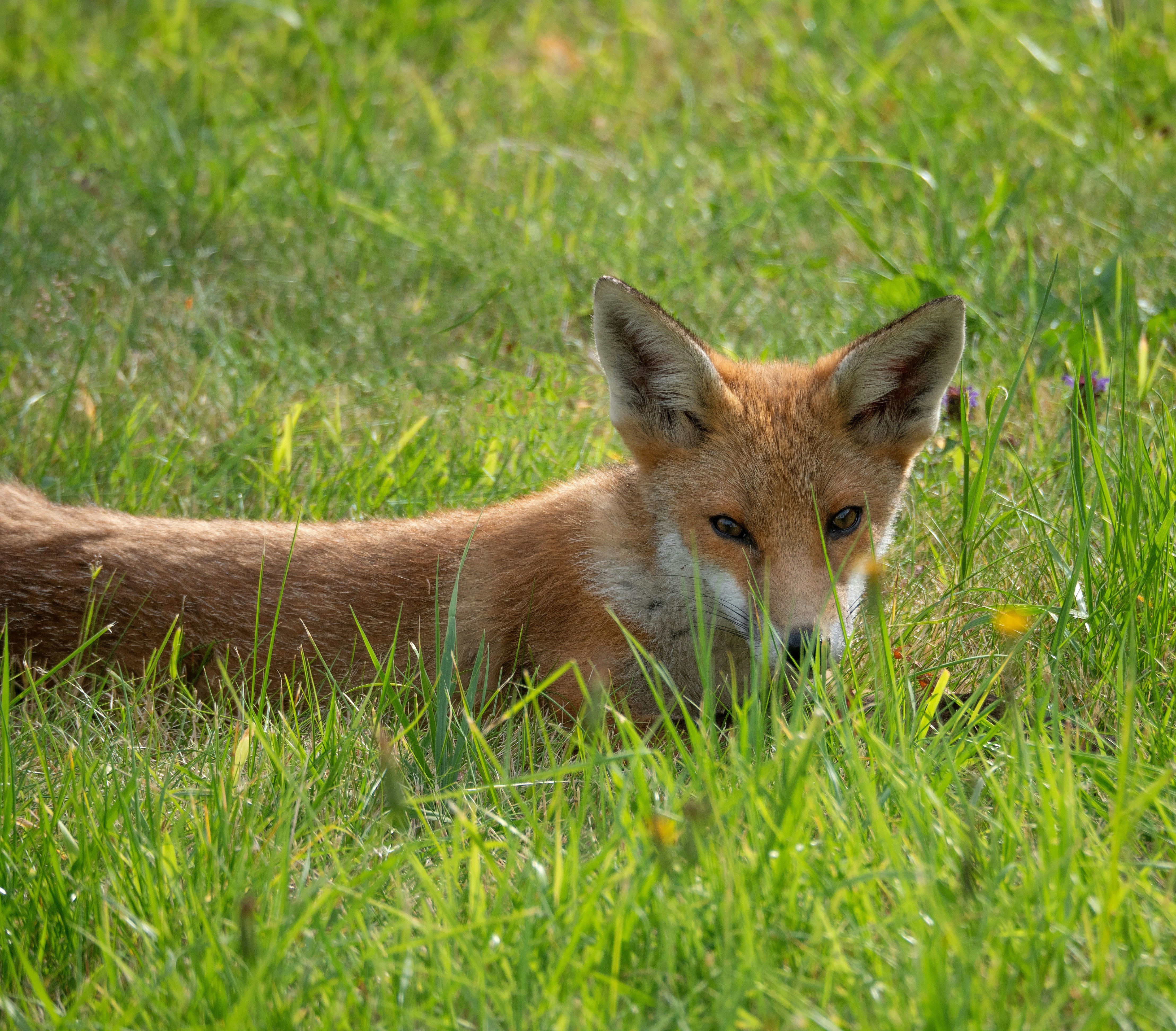 A red fox laying in a field of green grass photo – Free Wildlife Image ...