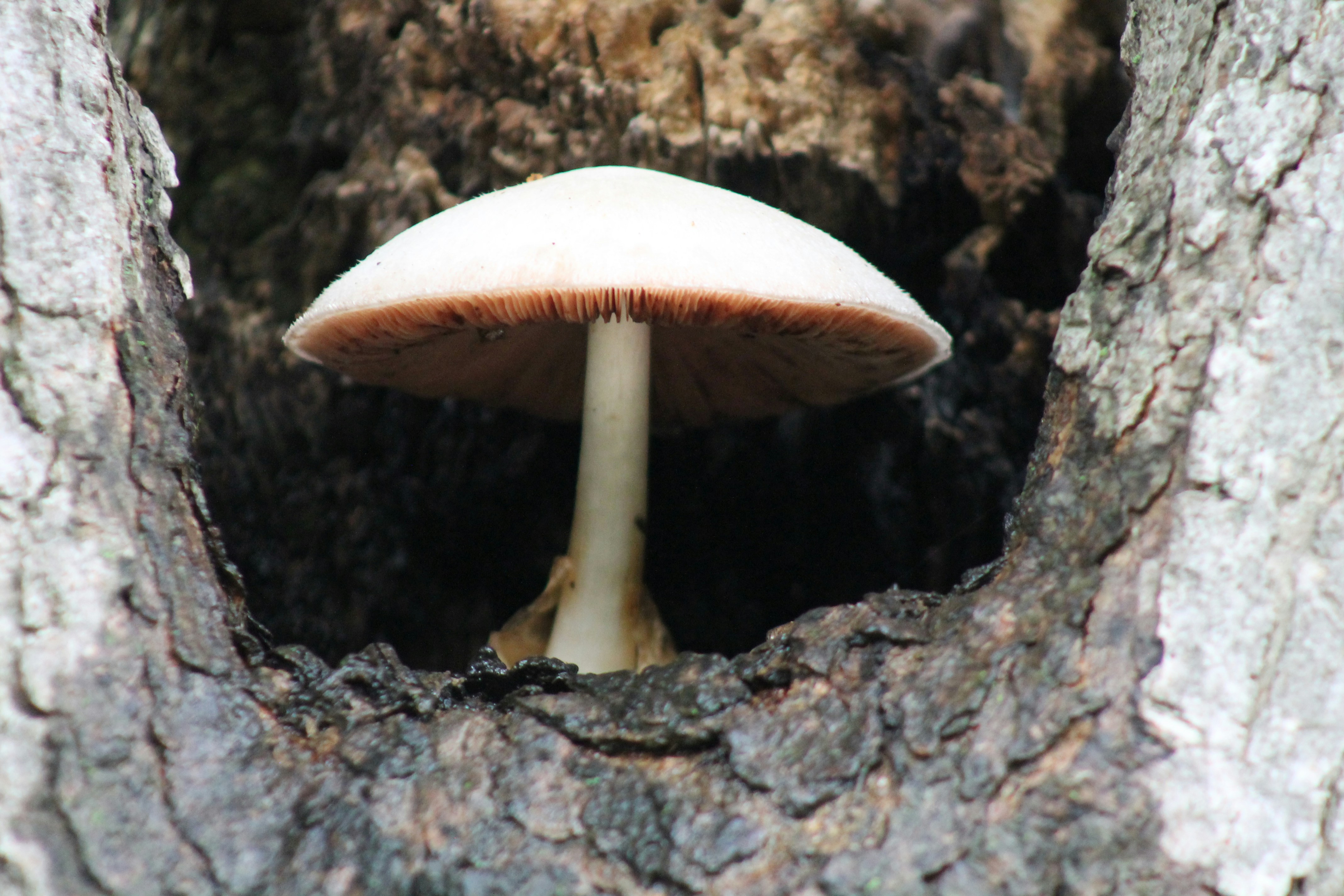 Lone Mushroom Reaches Through a Tree's Shadowed Hollow