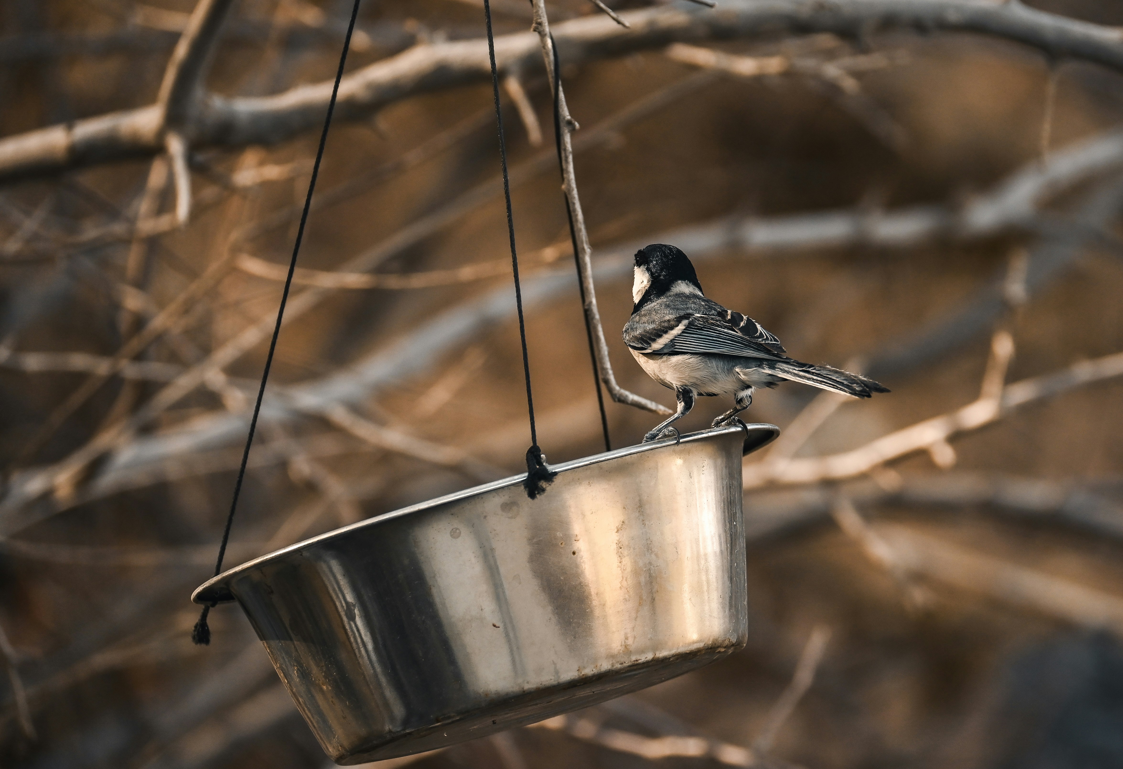 Bird photo shot on Nikon Z50
