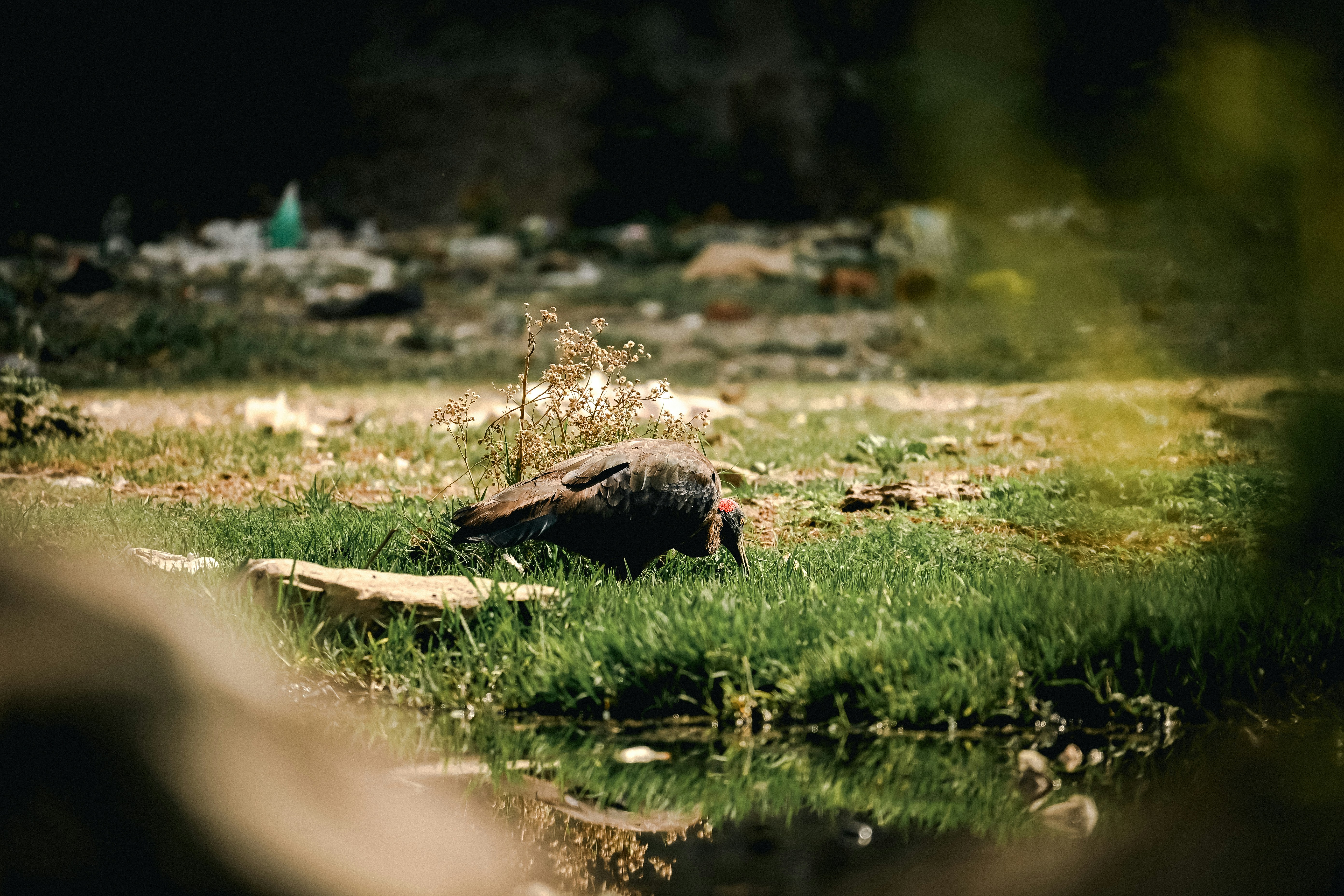 Heron in a Quiet Pond: A Moment of Splash and Solitude