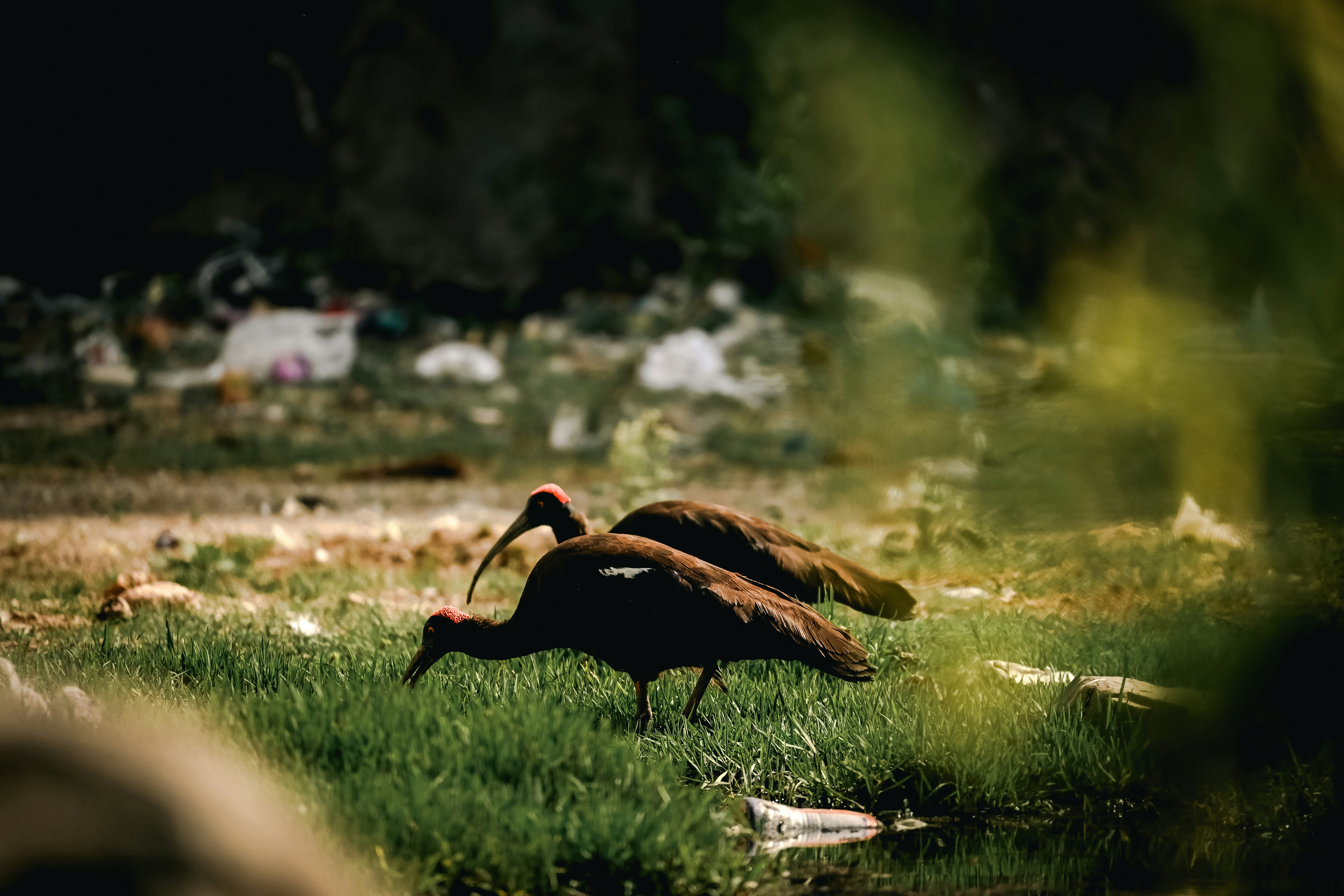 Twin Black Swans at the Grass-Edge Shore