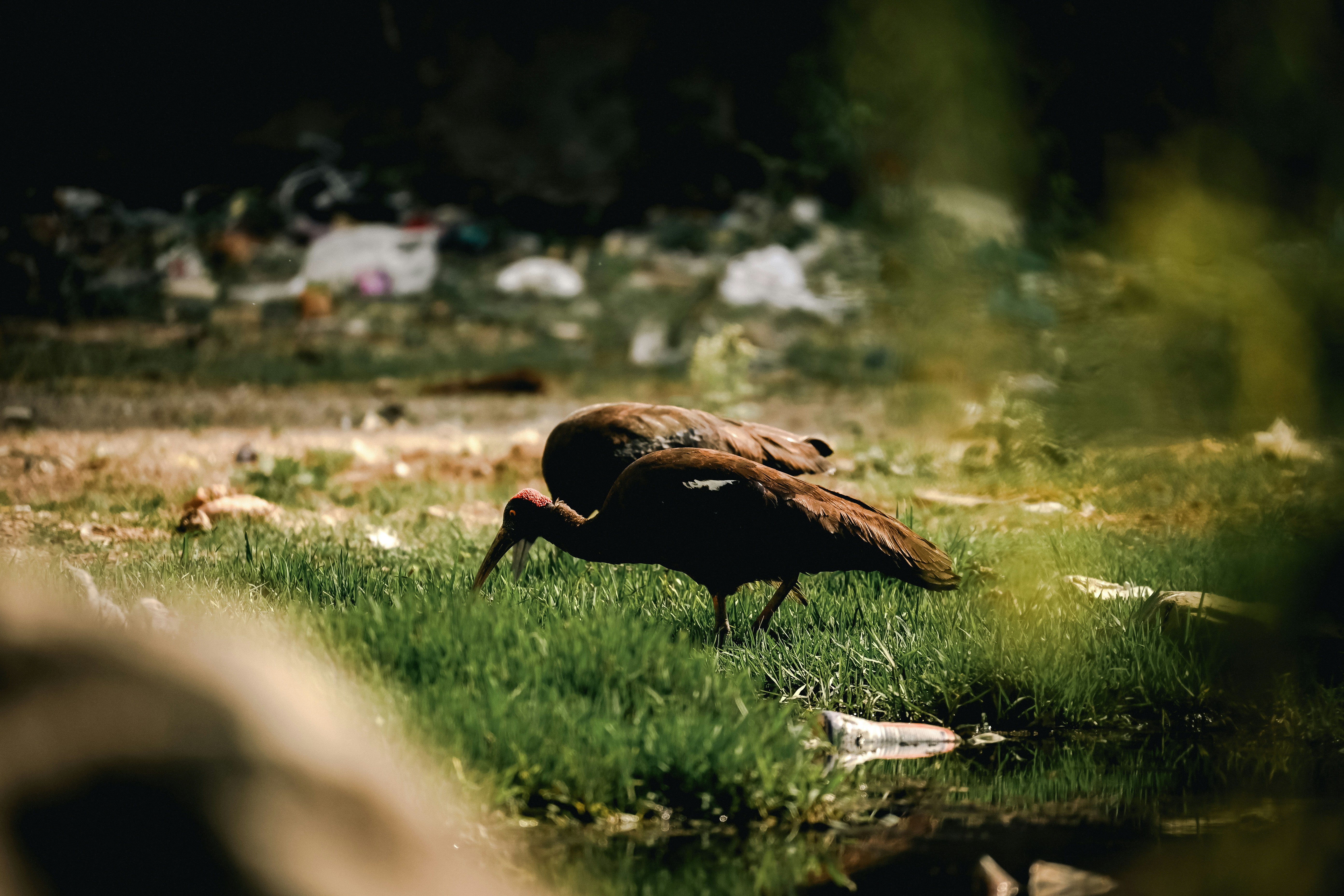 Photo by Garv Chaplot with Nikon Z50