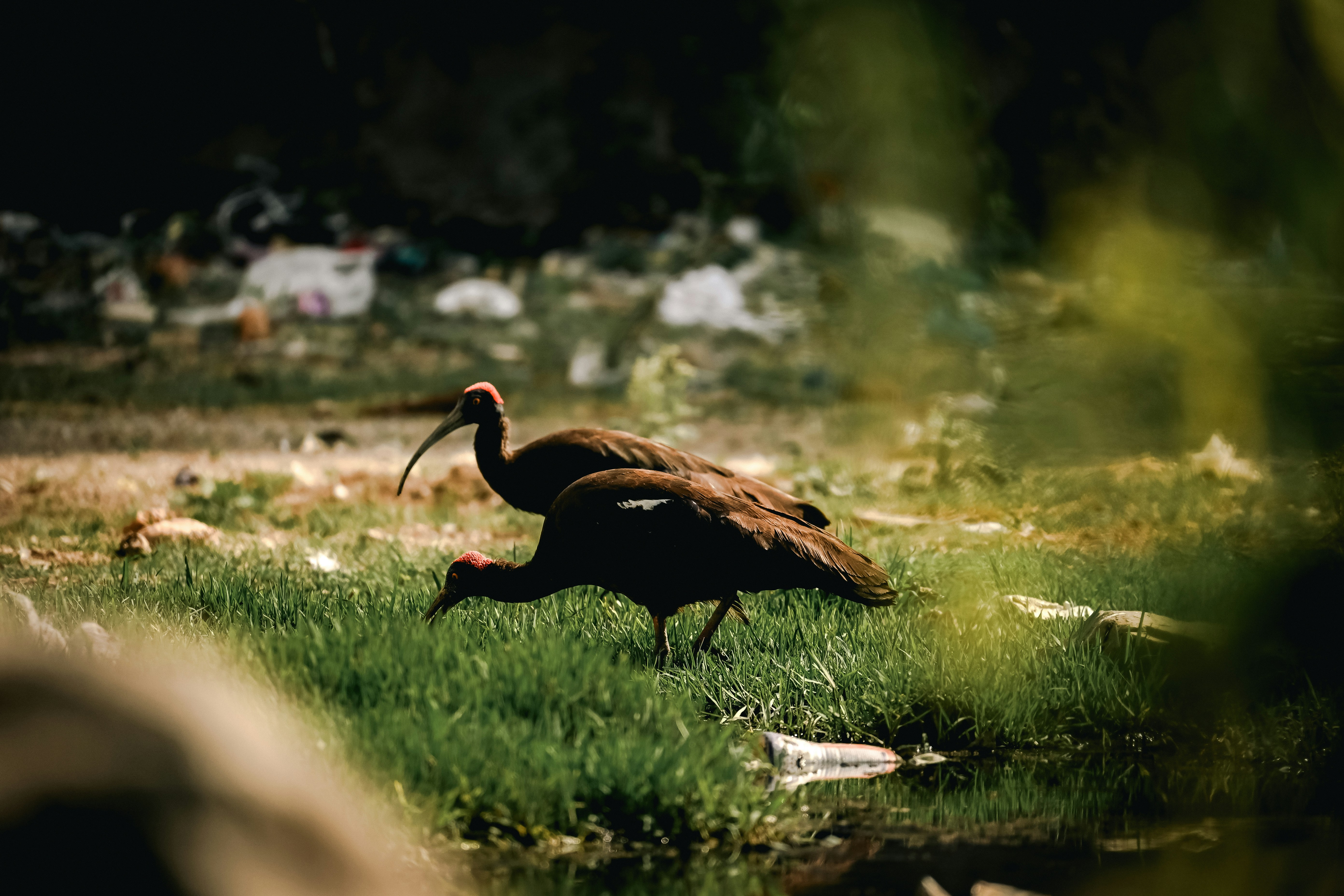 Curved-Beak Silhouettes Trek Across a Golden Marsh