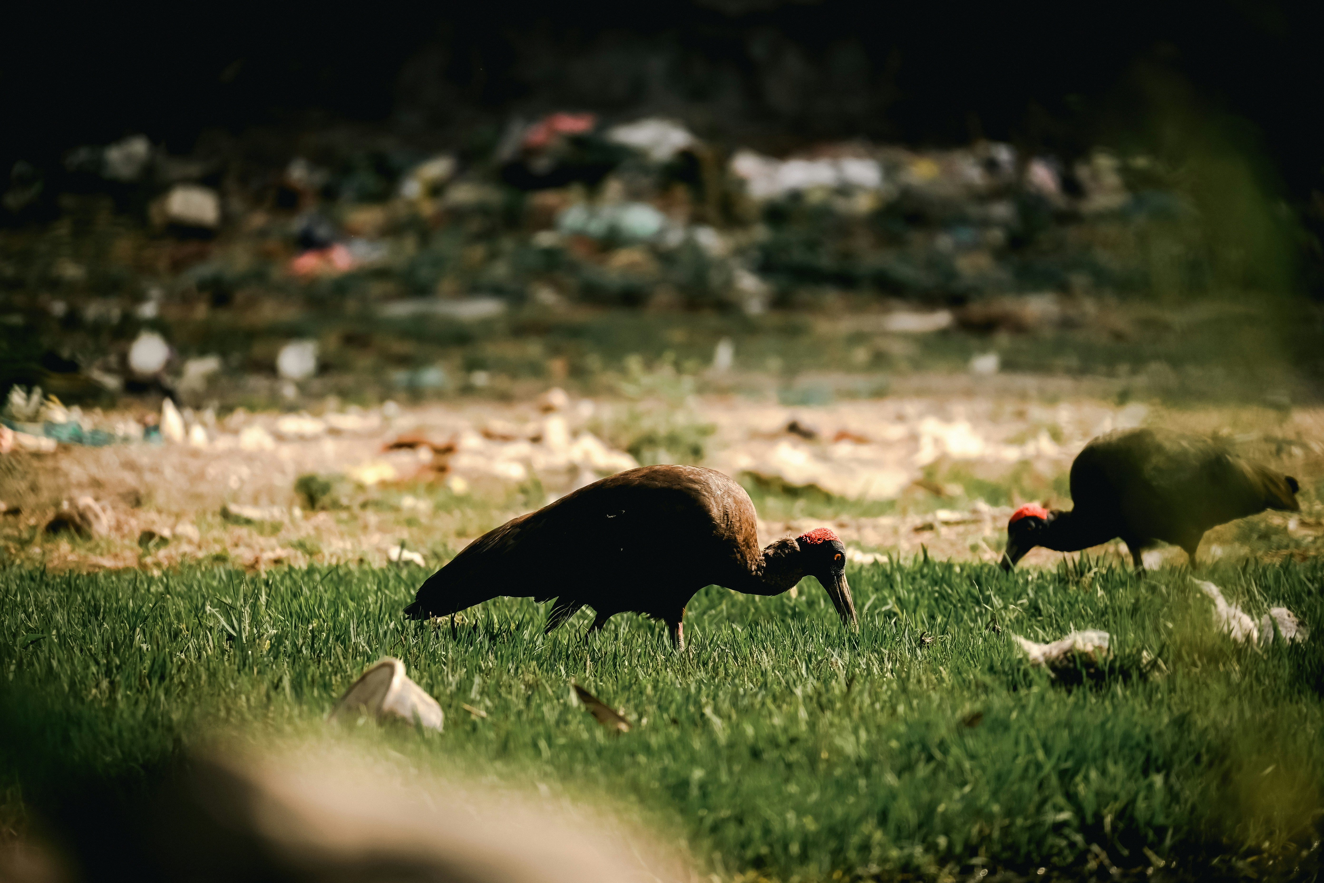Two Black ibises forage in sunlit grass, framed by a distant hillside village
