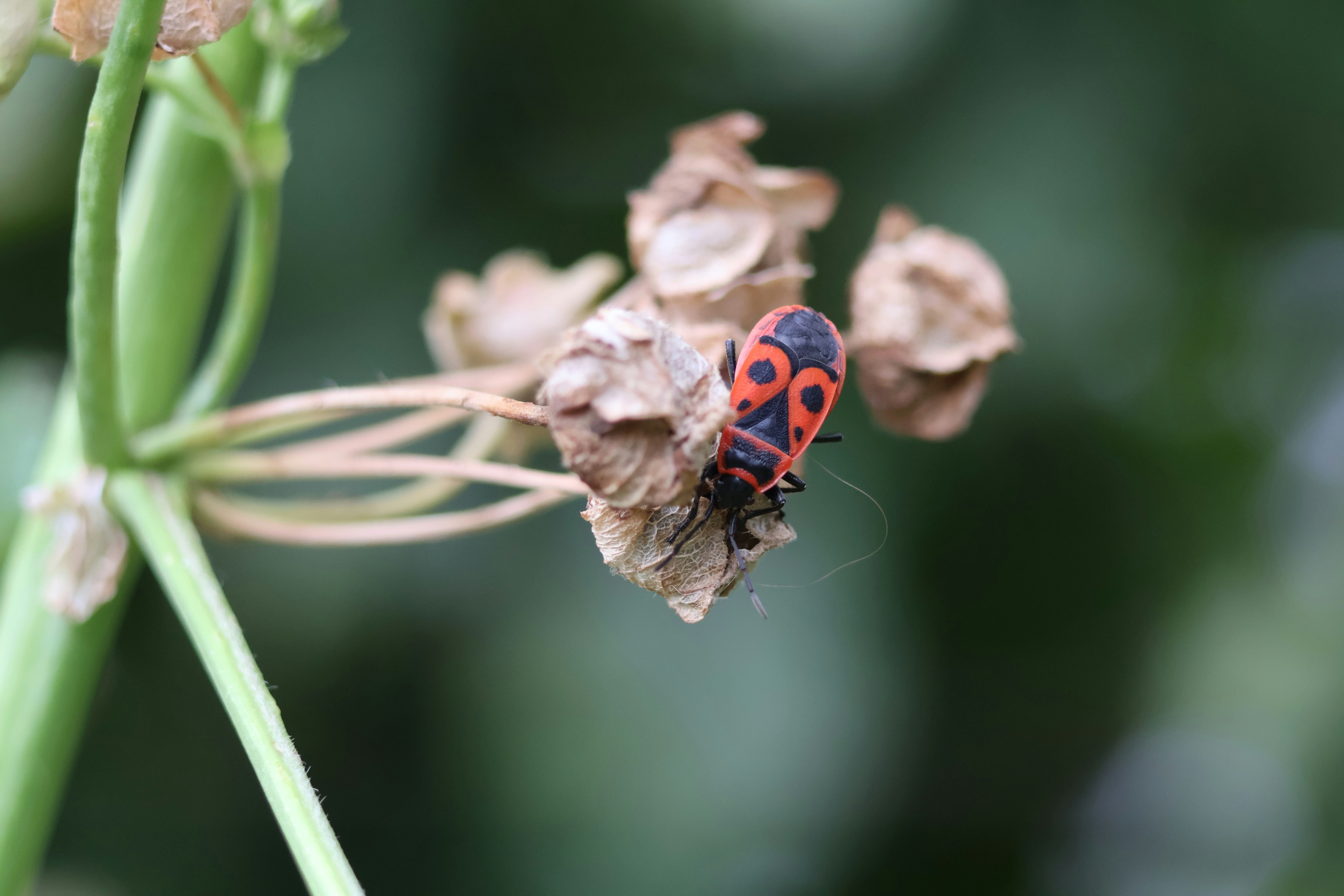 Crimson Firebug on a Withered Bloom: A Quiet Moment in Green