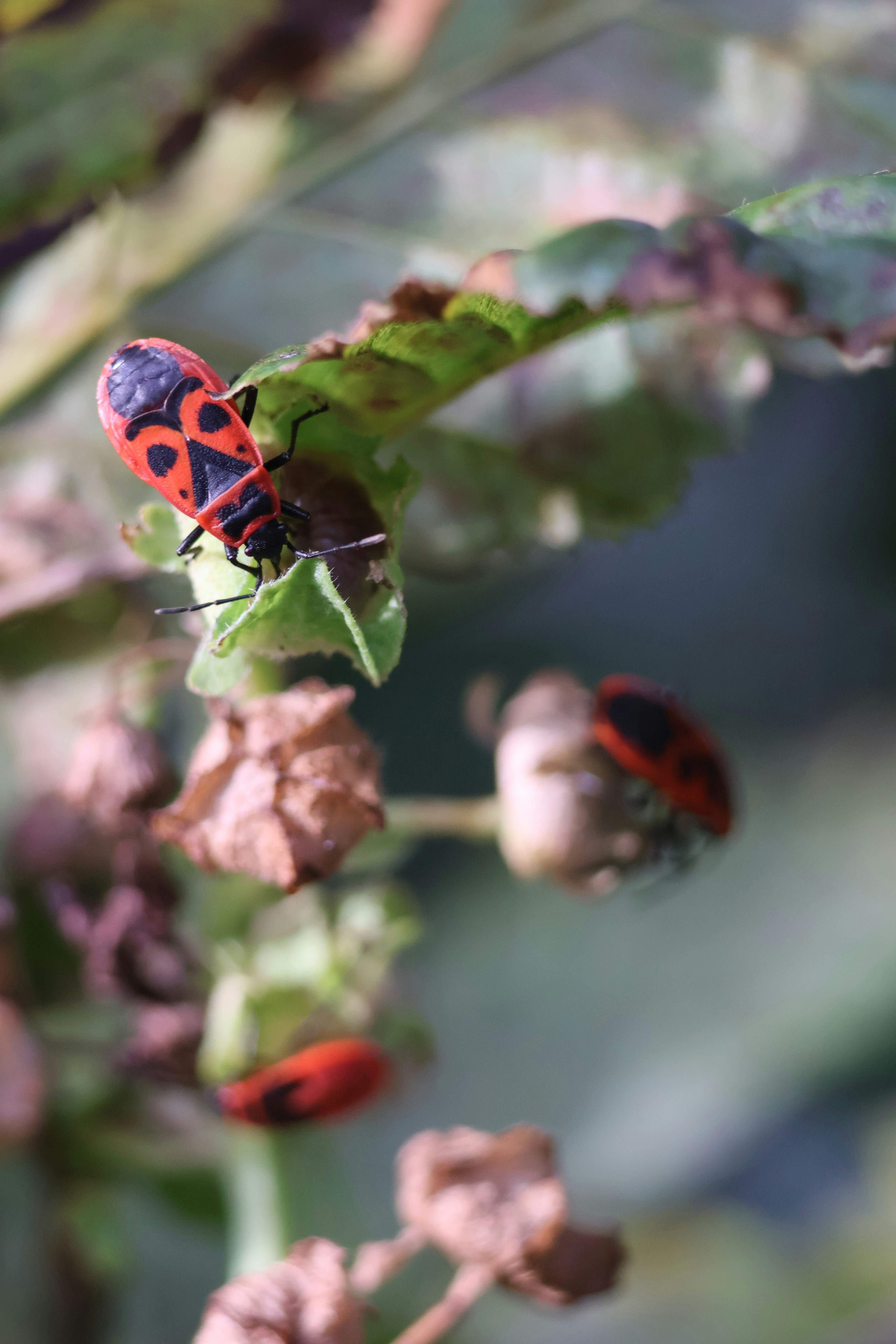 Crimson Shield on a Leaf: A Macro Portrait of a Firebug