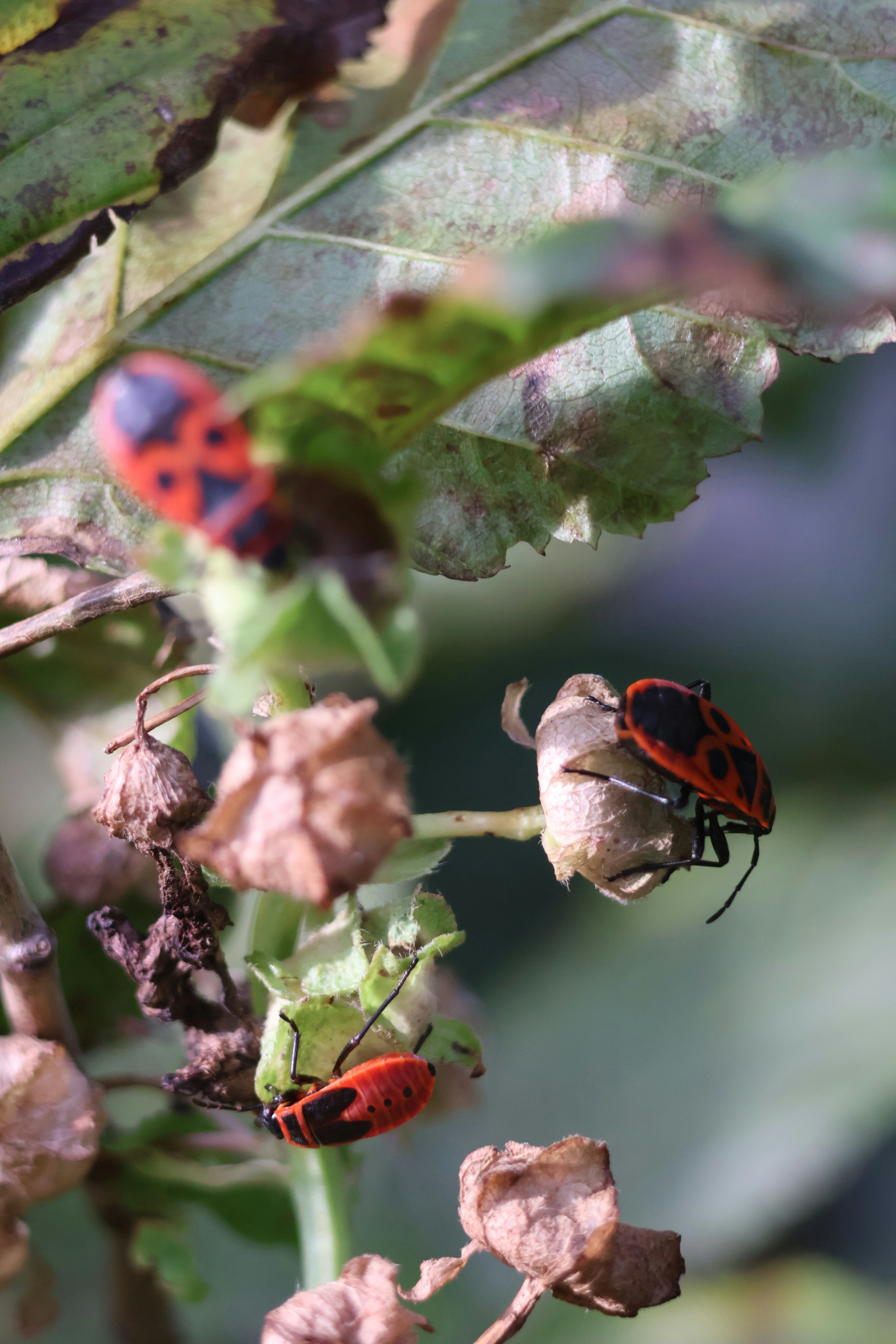 Two Scarlet Firebugs Explore a Withered Bud in a Quiet Macro Moment