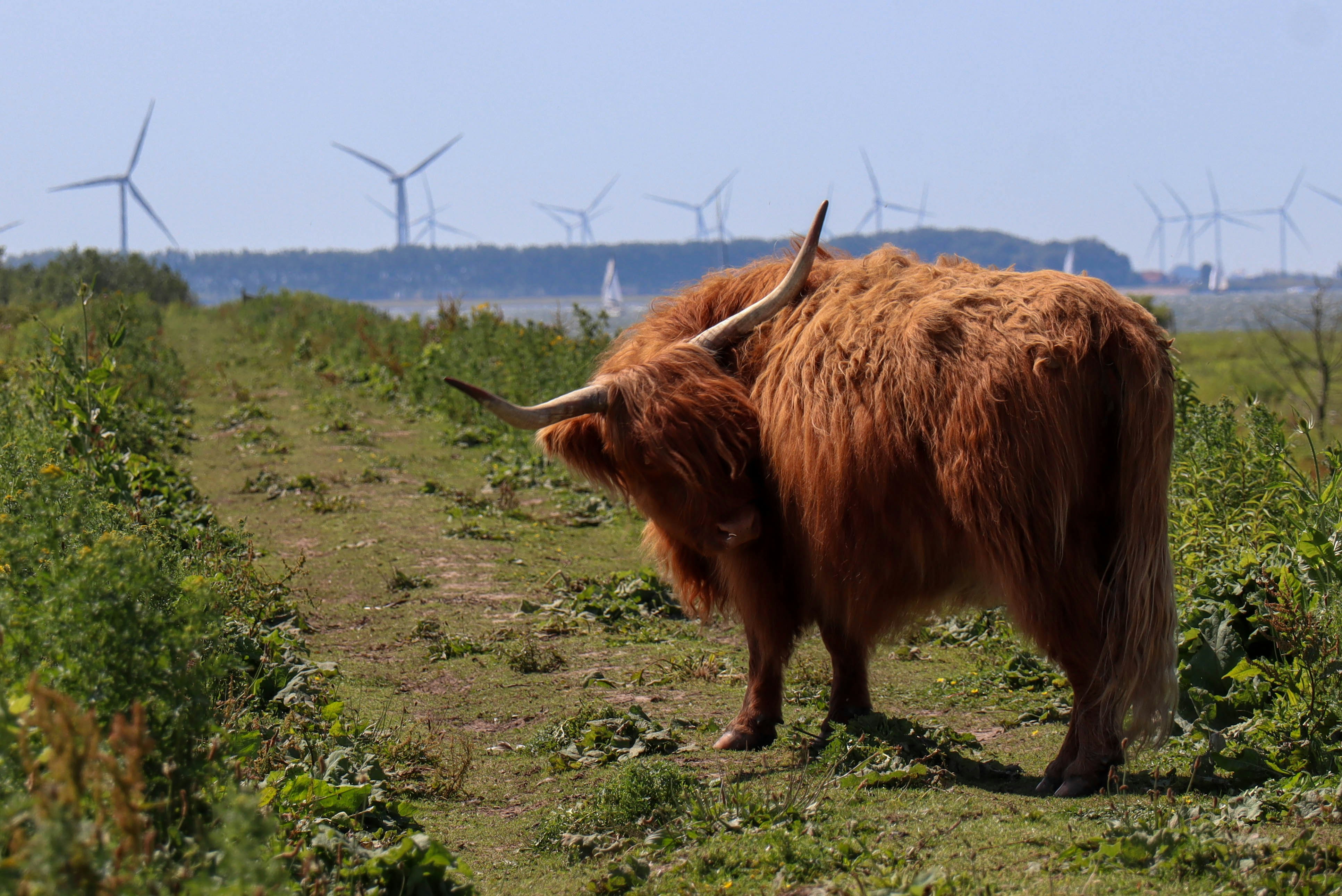 Highland Herd on the Distant Dunes
