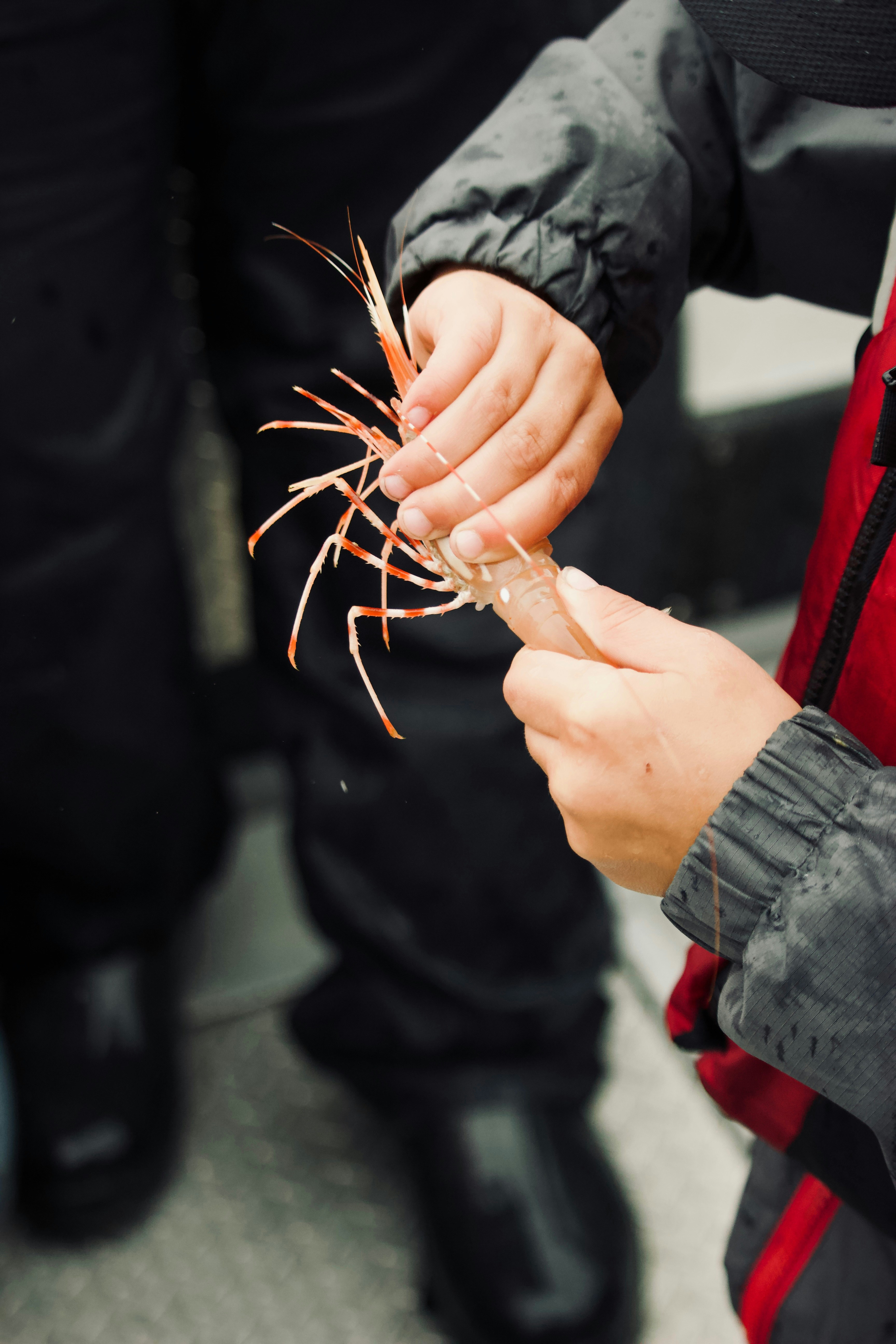 Hands-on Discovery: A Shrimp Cradle of Tentacles in Focus