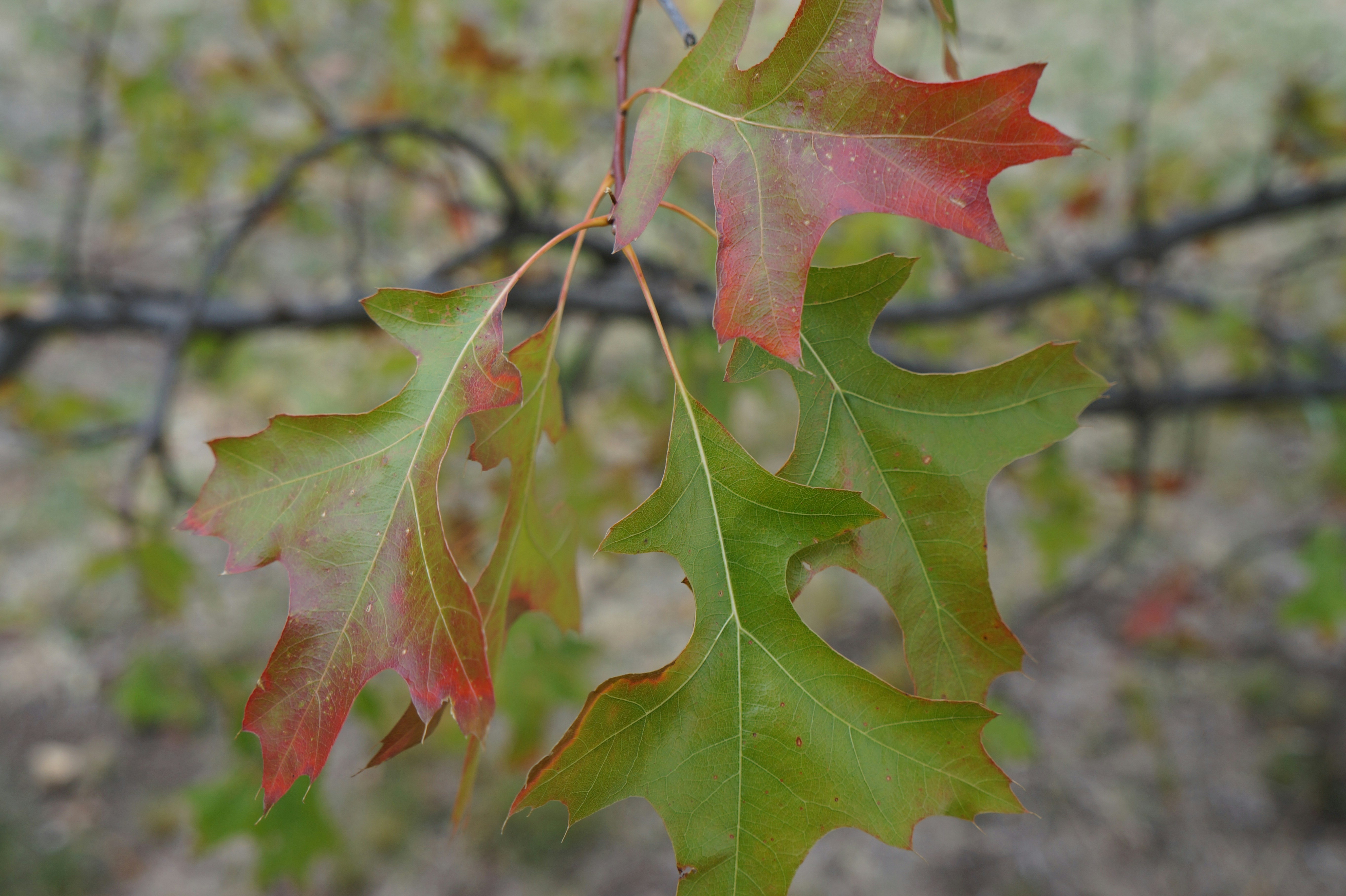 Crimson-edged Oak Leaf Framed in Autumn's Quiet Backdrop