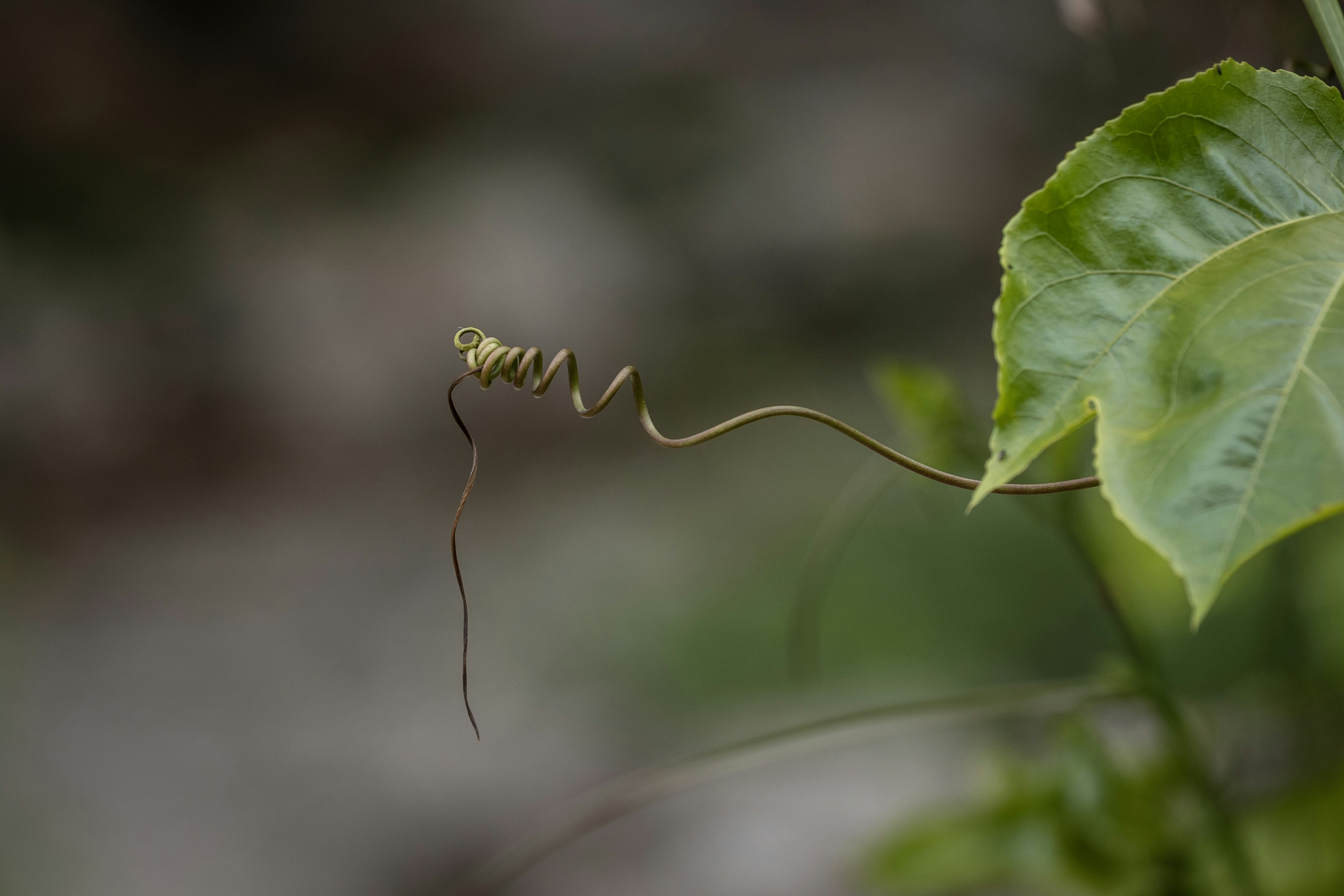 Tendril in Focus: A Coiled Vine Reaches Toward Soft Light