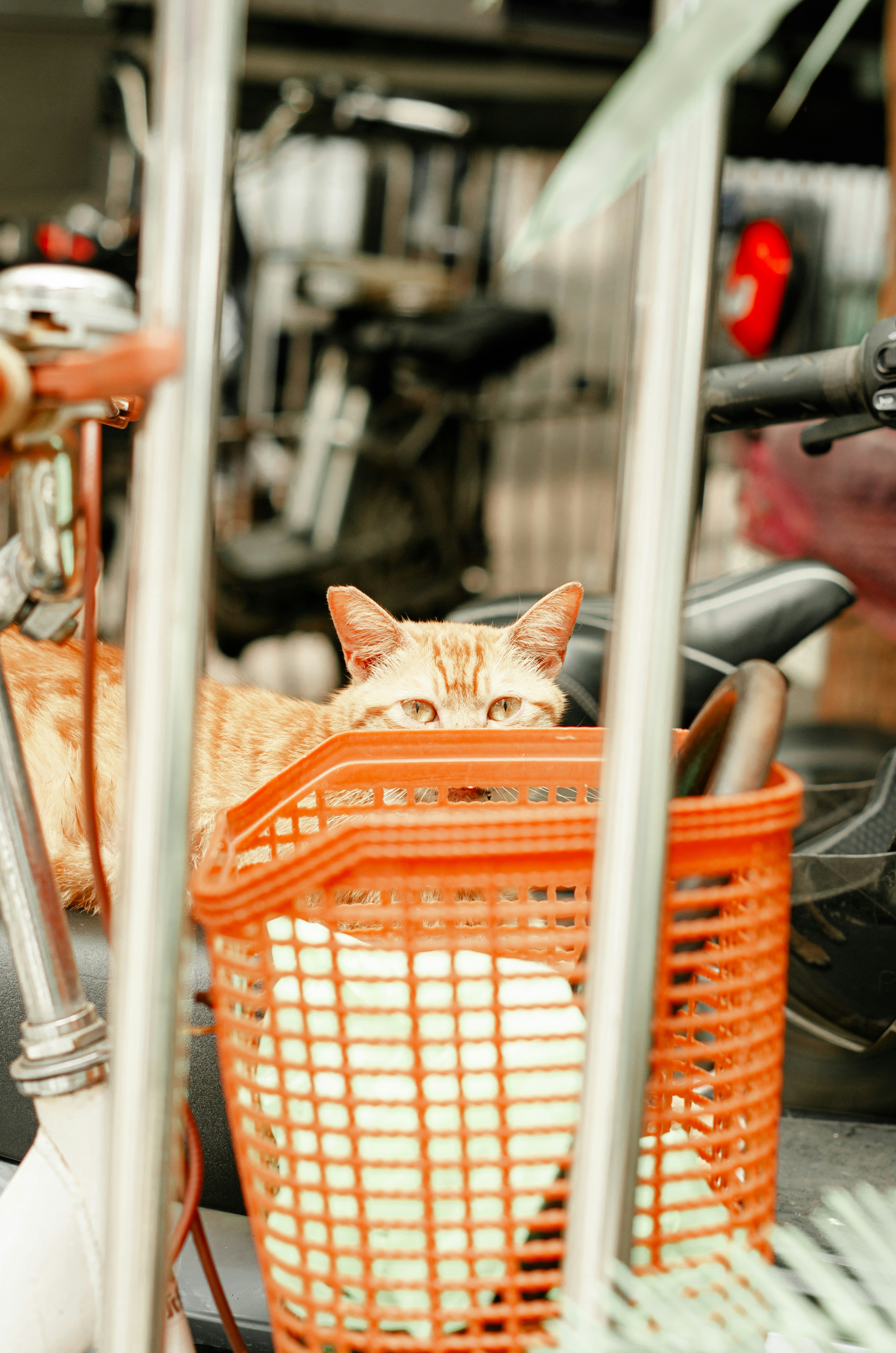 A ginger cat peeks over an orange plastic basket, framed by metal bars in a cluttered workshop setting.