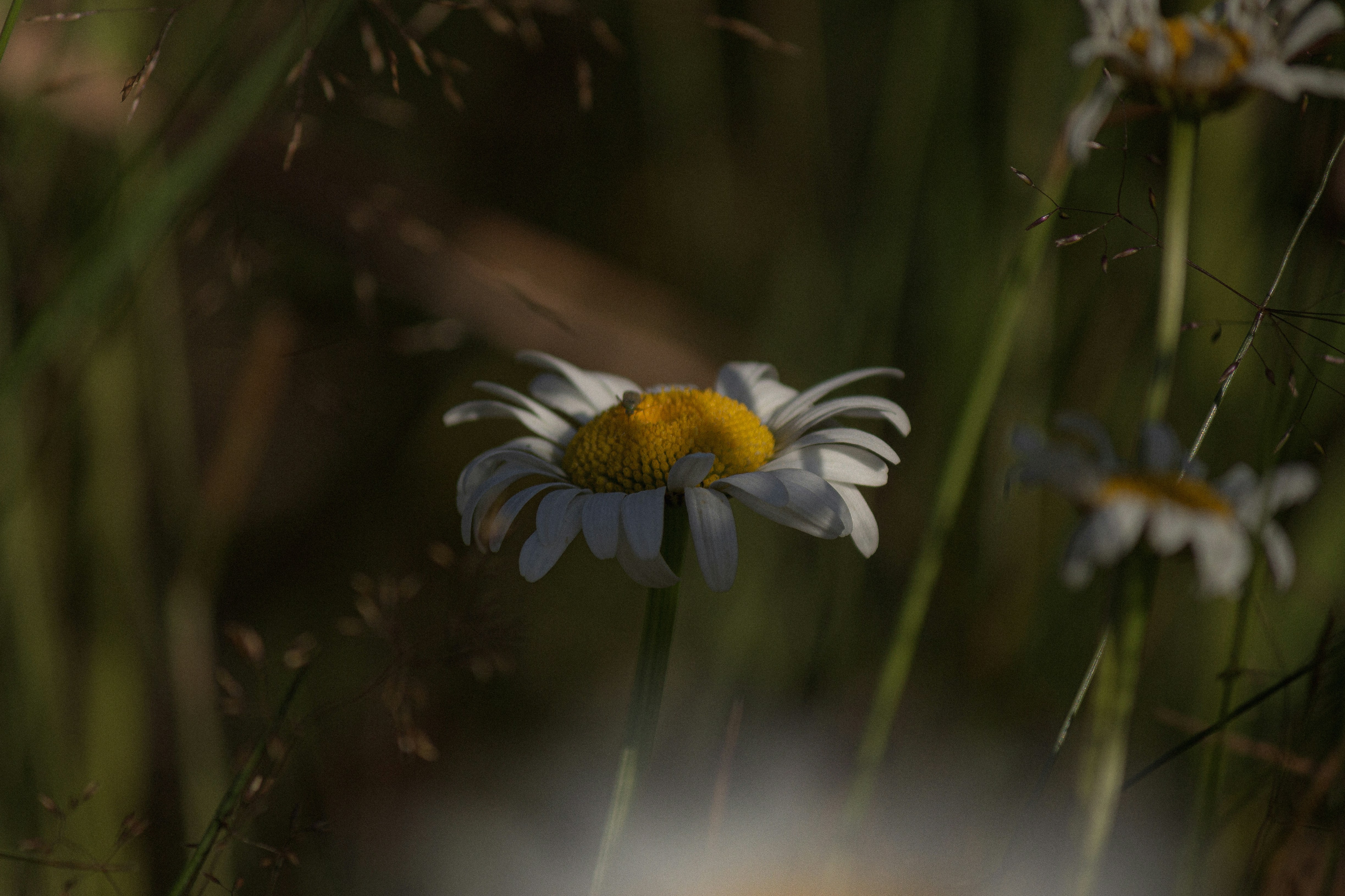 A close up of a daisy in a field of grassAyush Agarwal