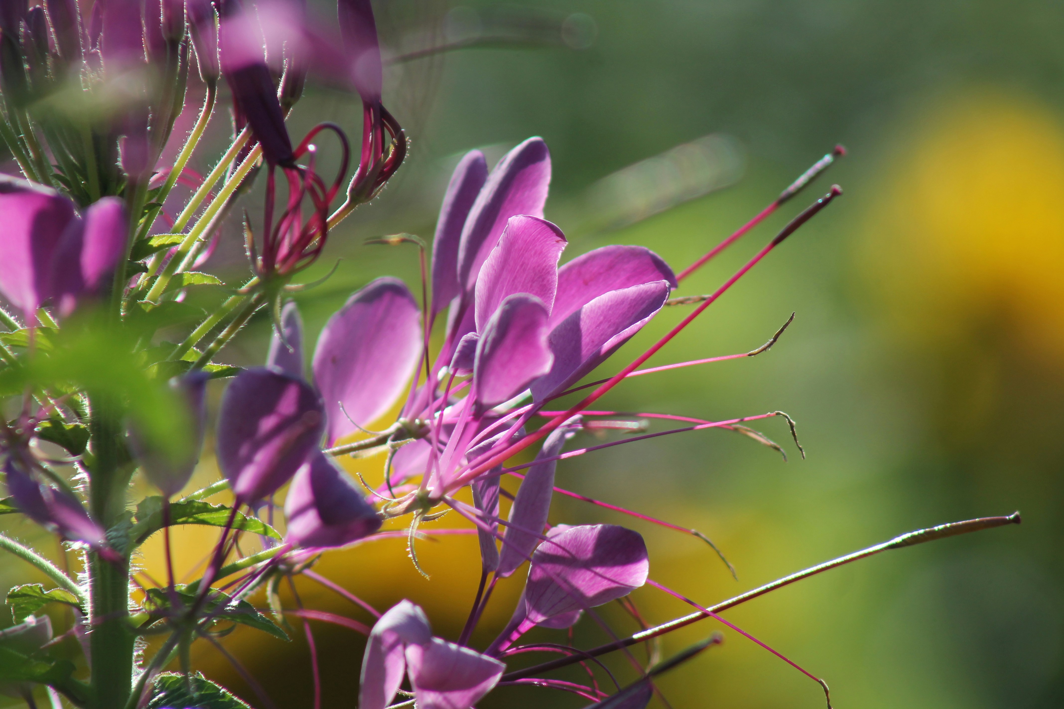 A close up of a purple flower in a field photo – Free Niagara-on-the ...