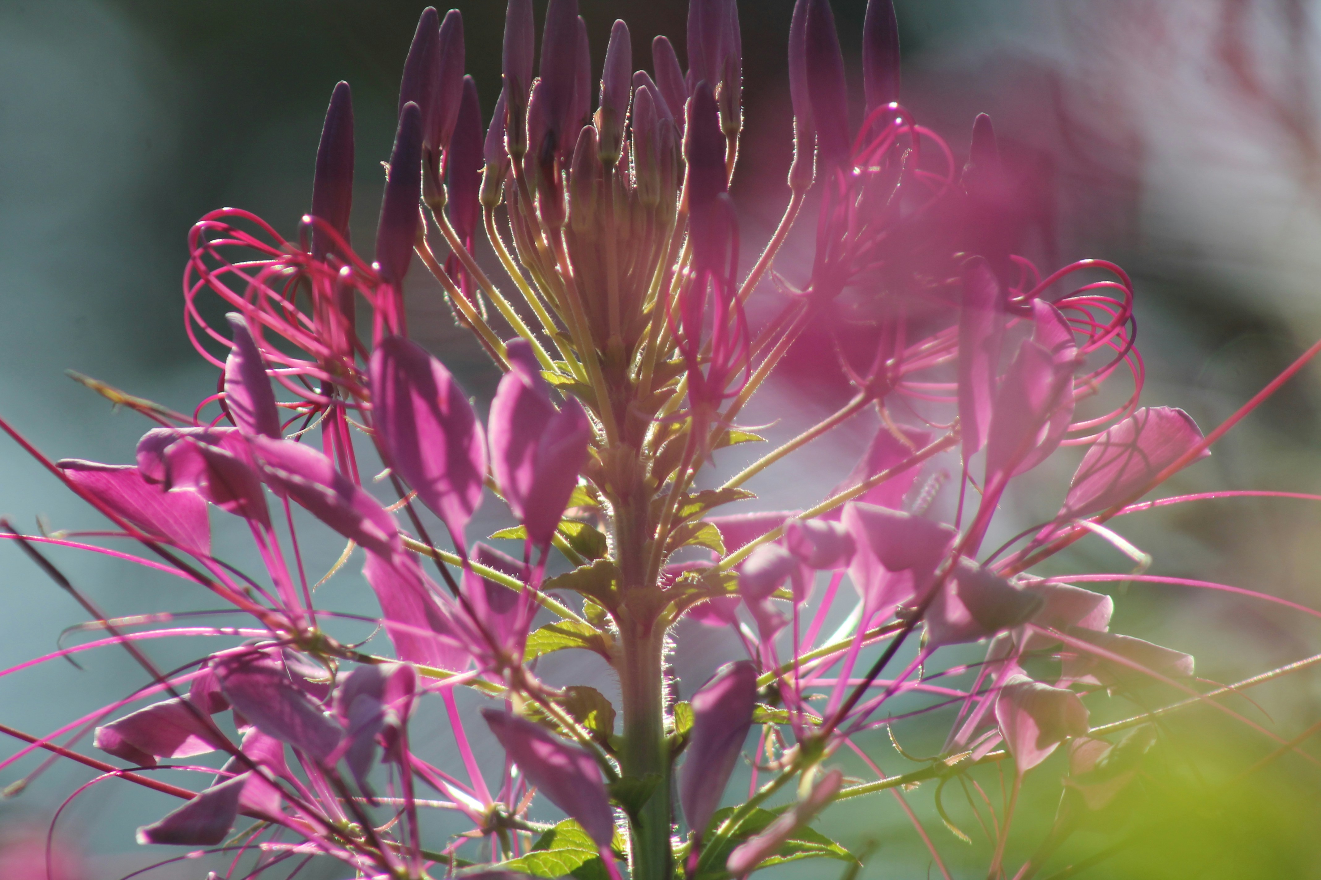A close up of a pink flower with a blurry background photo – Free ...