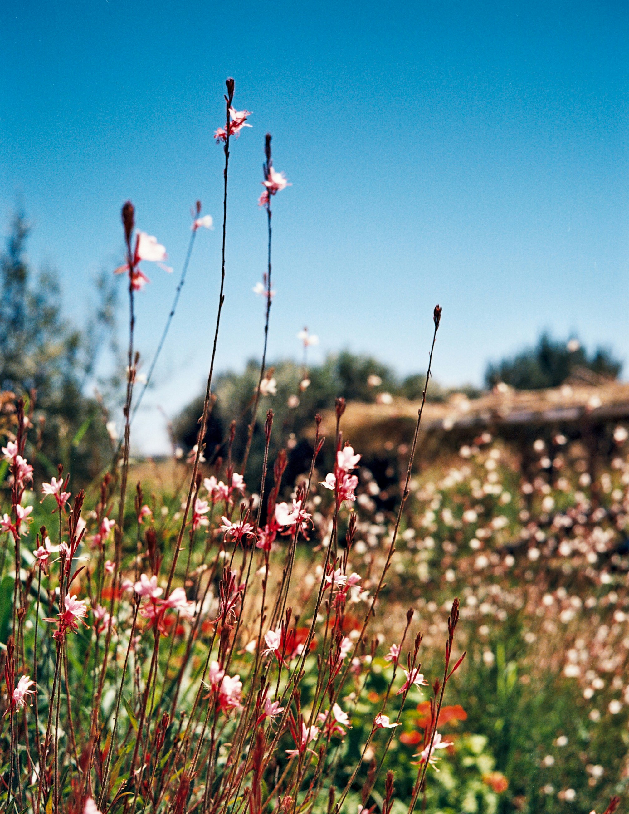 Crimson Stems and Cerulean Sky: A Quiet Meadow Portrait