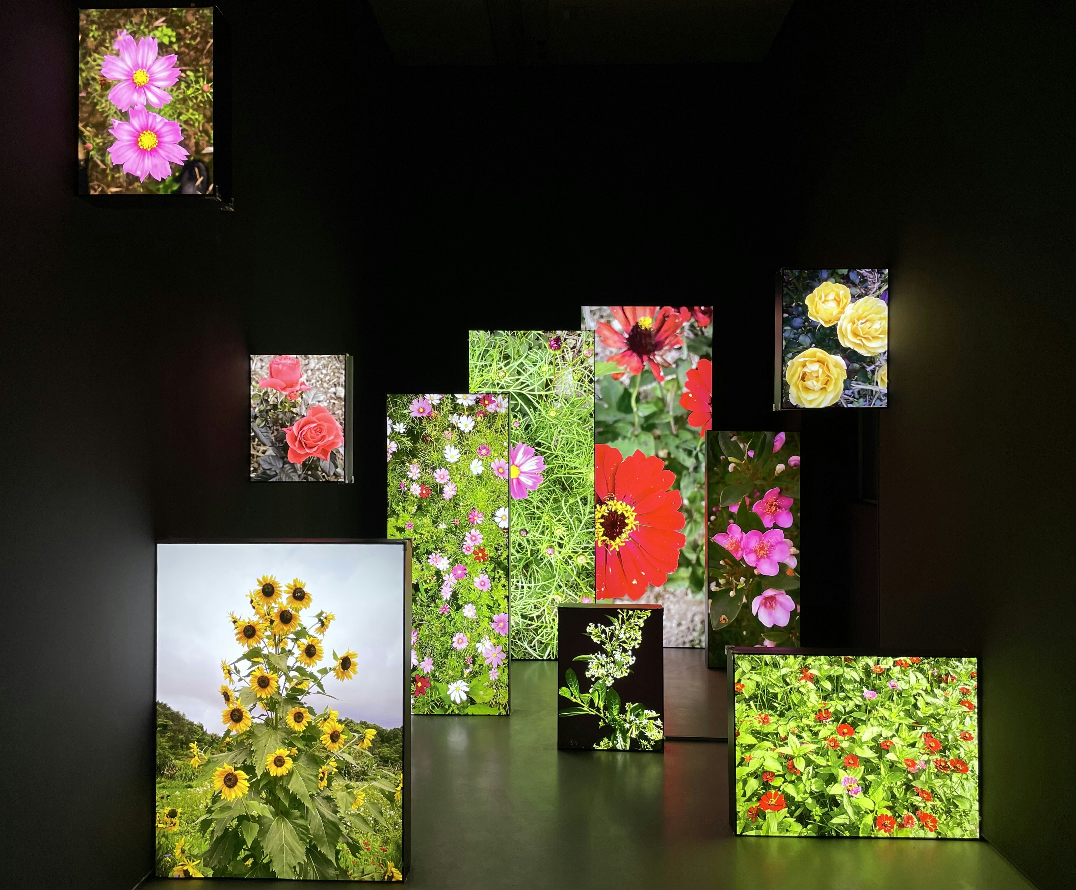 Sunflowers on a Wall of Floating Screens