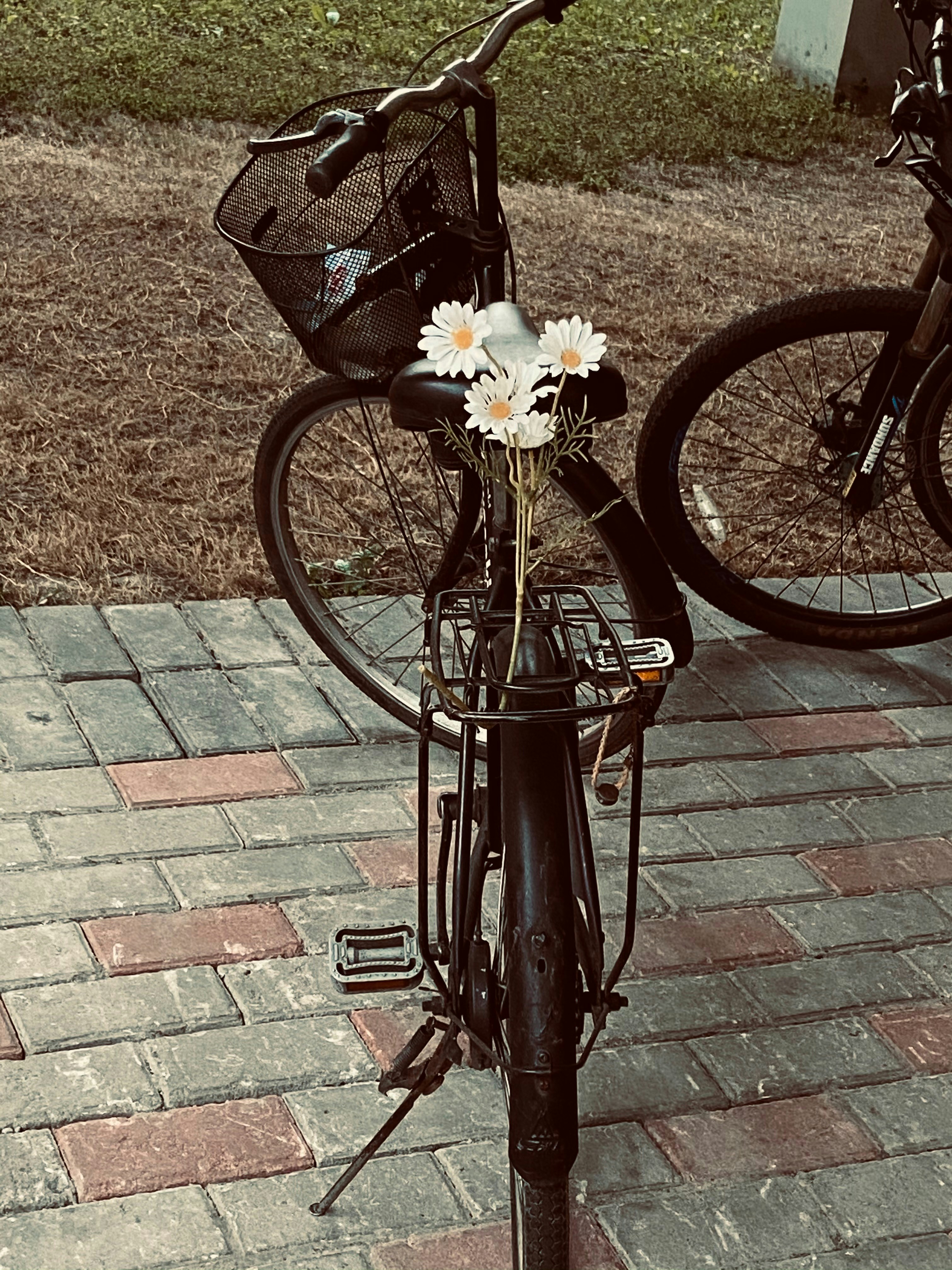 Daisies in the Front Basket: a quiet street bicycle portrait