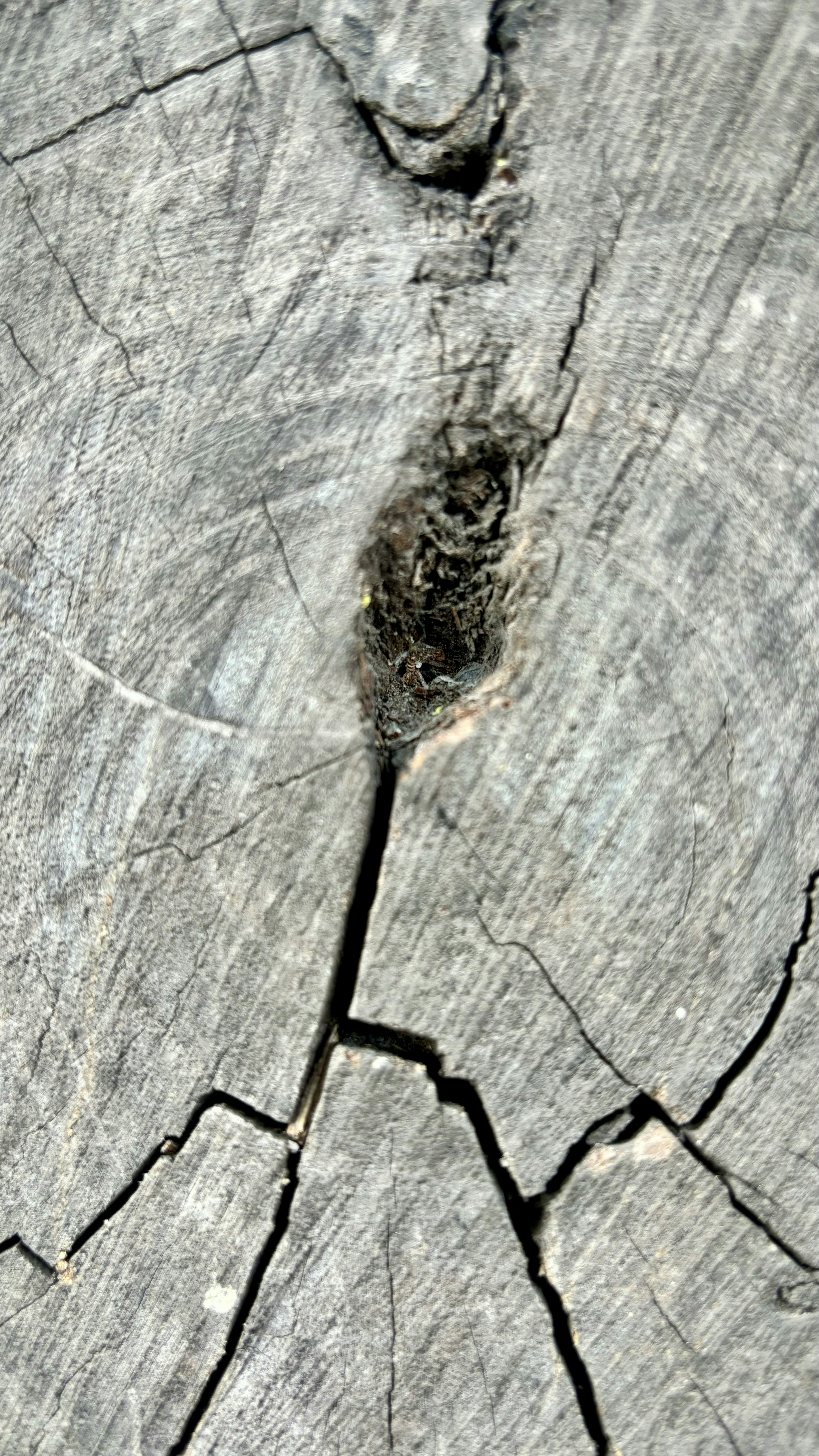 Knotwork of Time: A Macro Study of Weathered Wood
