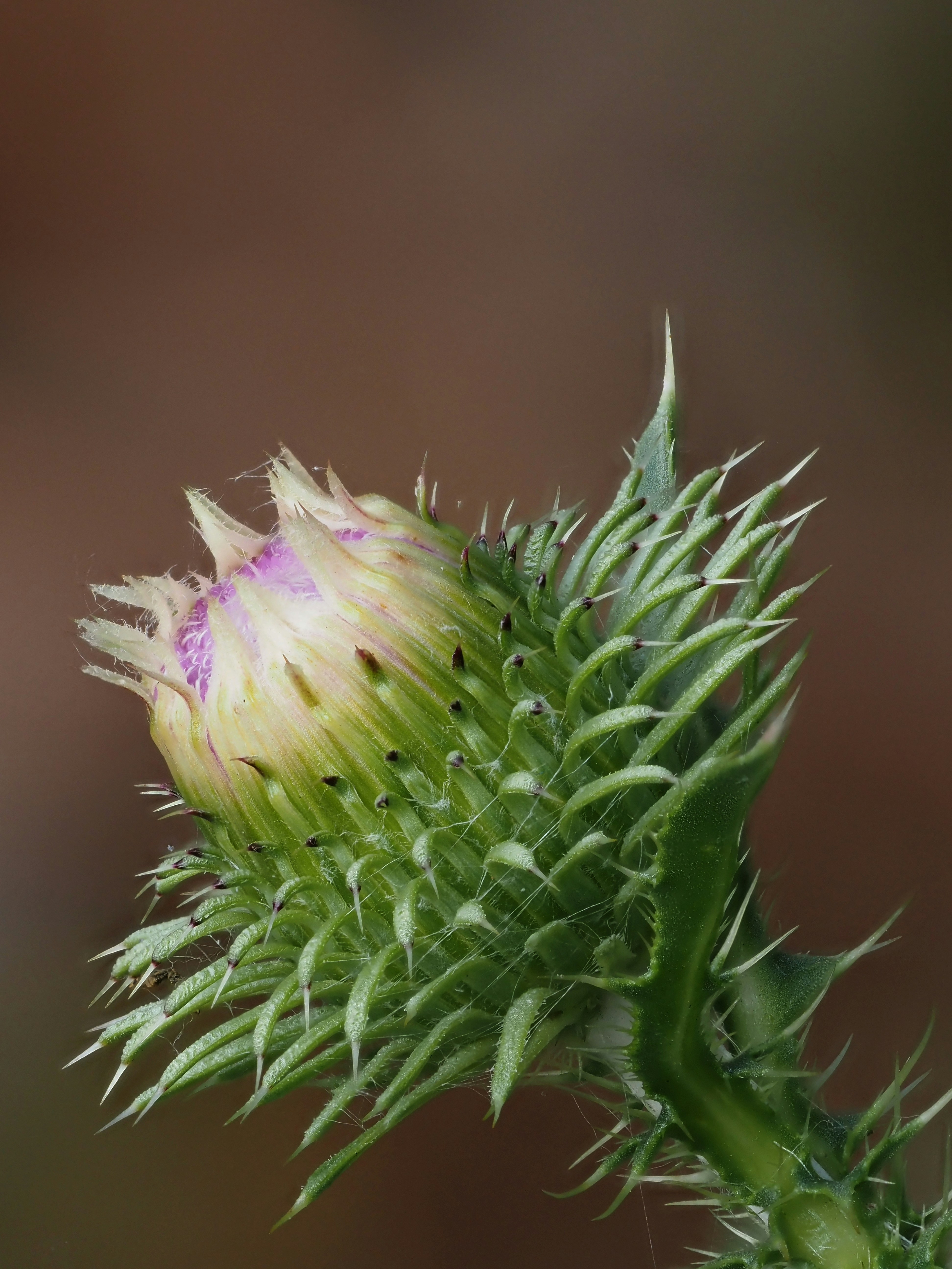 Emerging Thorn: A Rosebud Encased in Green Armor