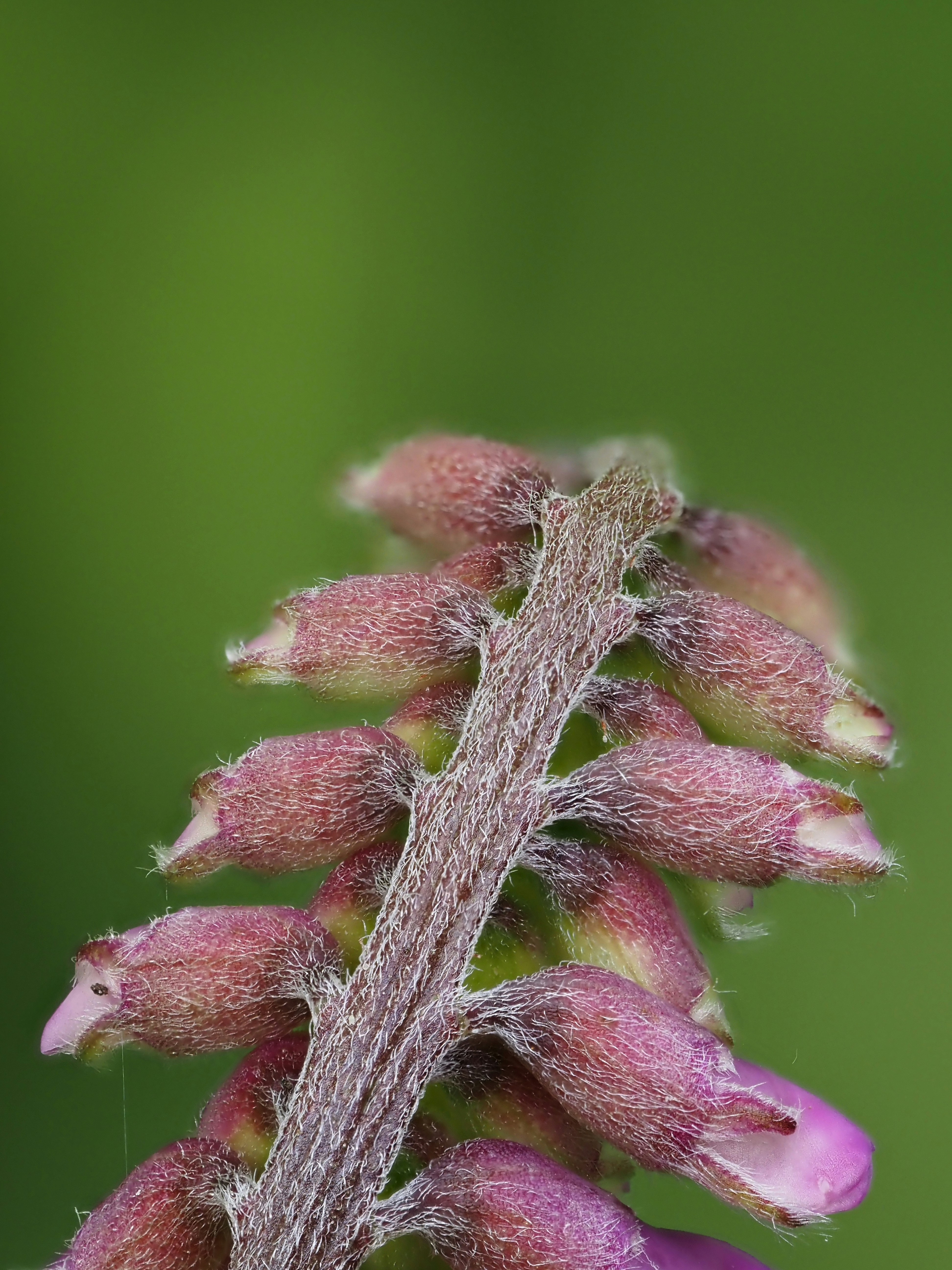 Velvet Spike: A Micro Portrait of Hairy Pink Buds