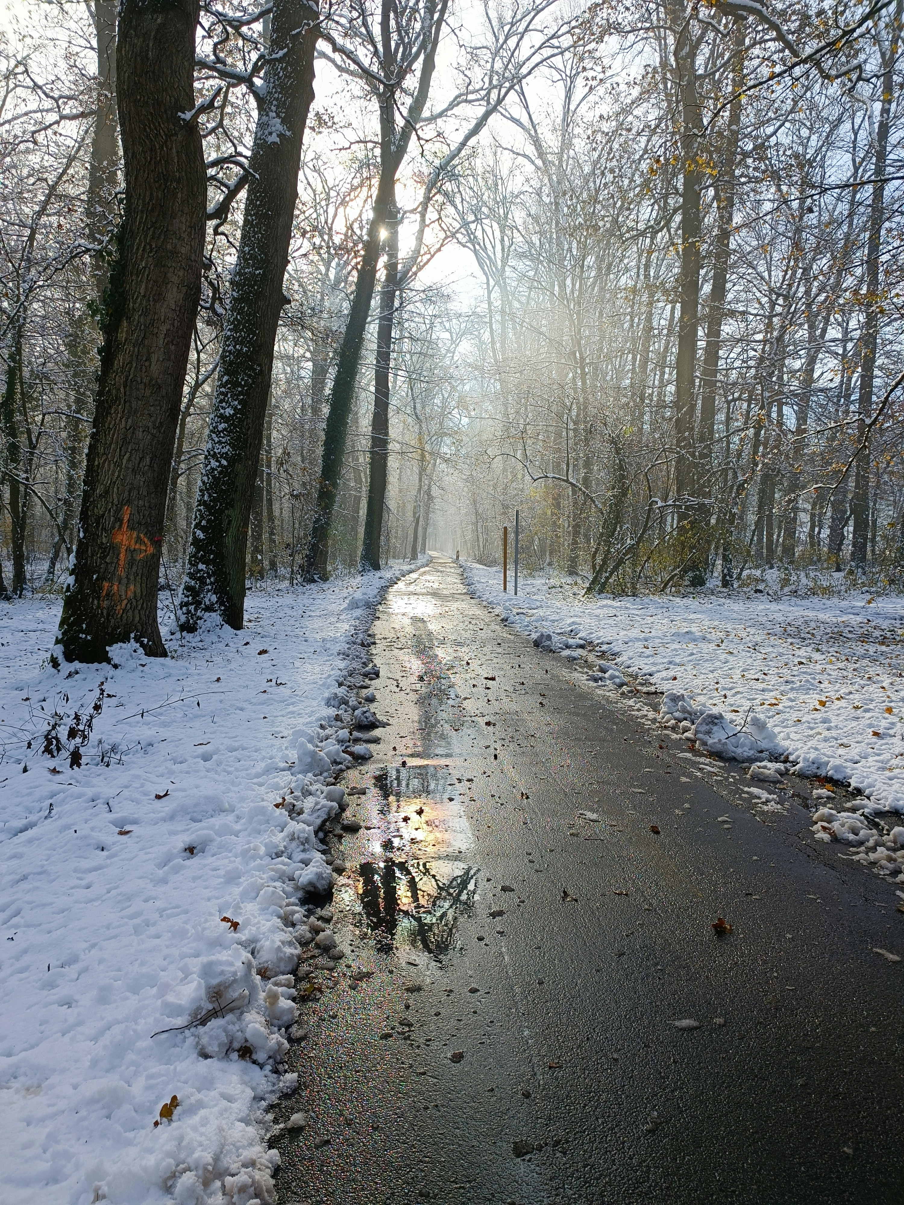Snow-covered path winds through a bare-branch forest, with sunbeams breaking through and a wet surface reflecting light toward the distant vanishing point.