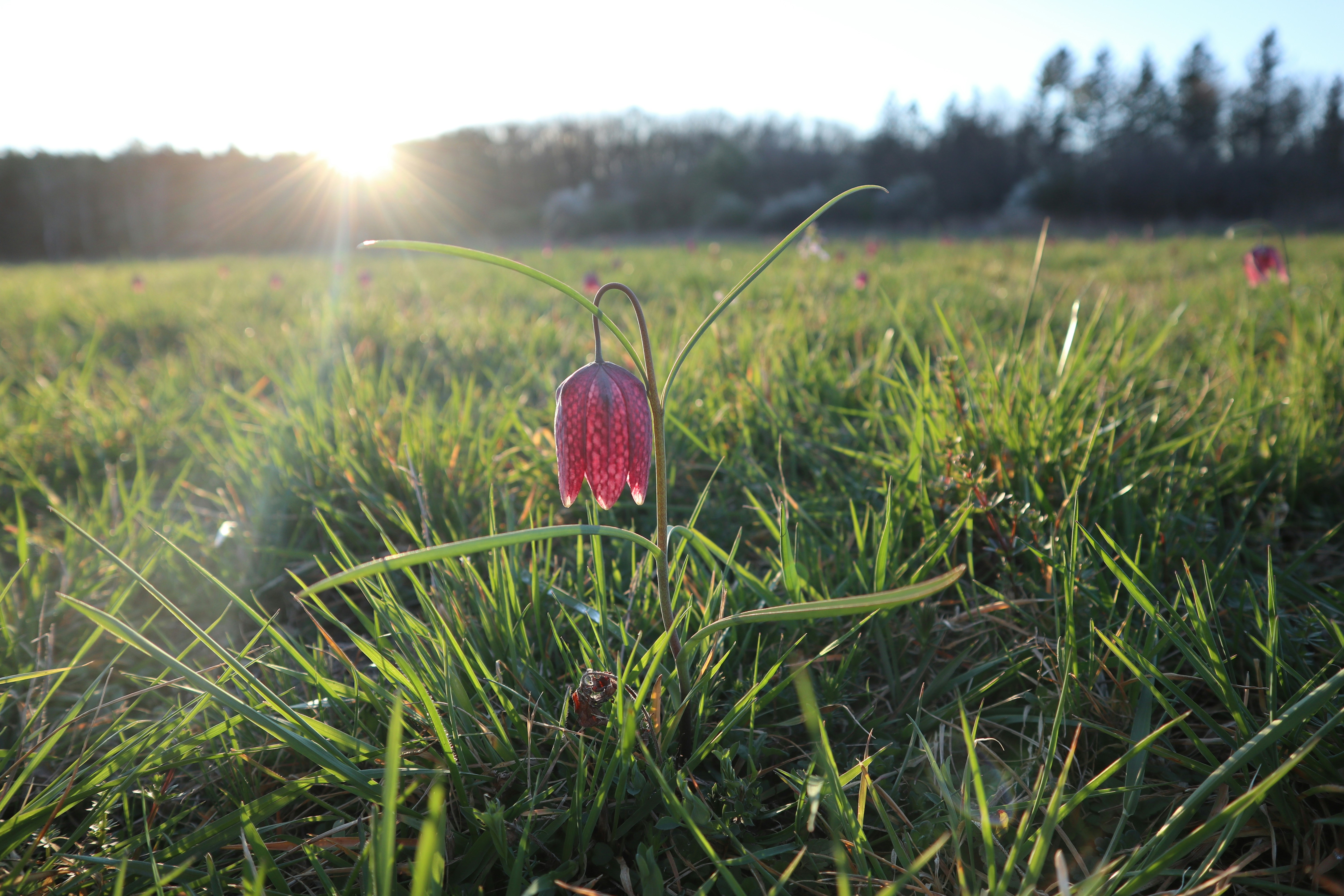 A small red object sitting in the middle of a field photo – Free ...