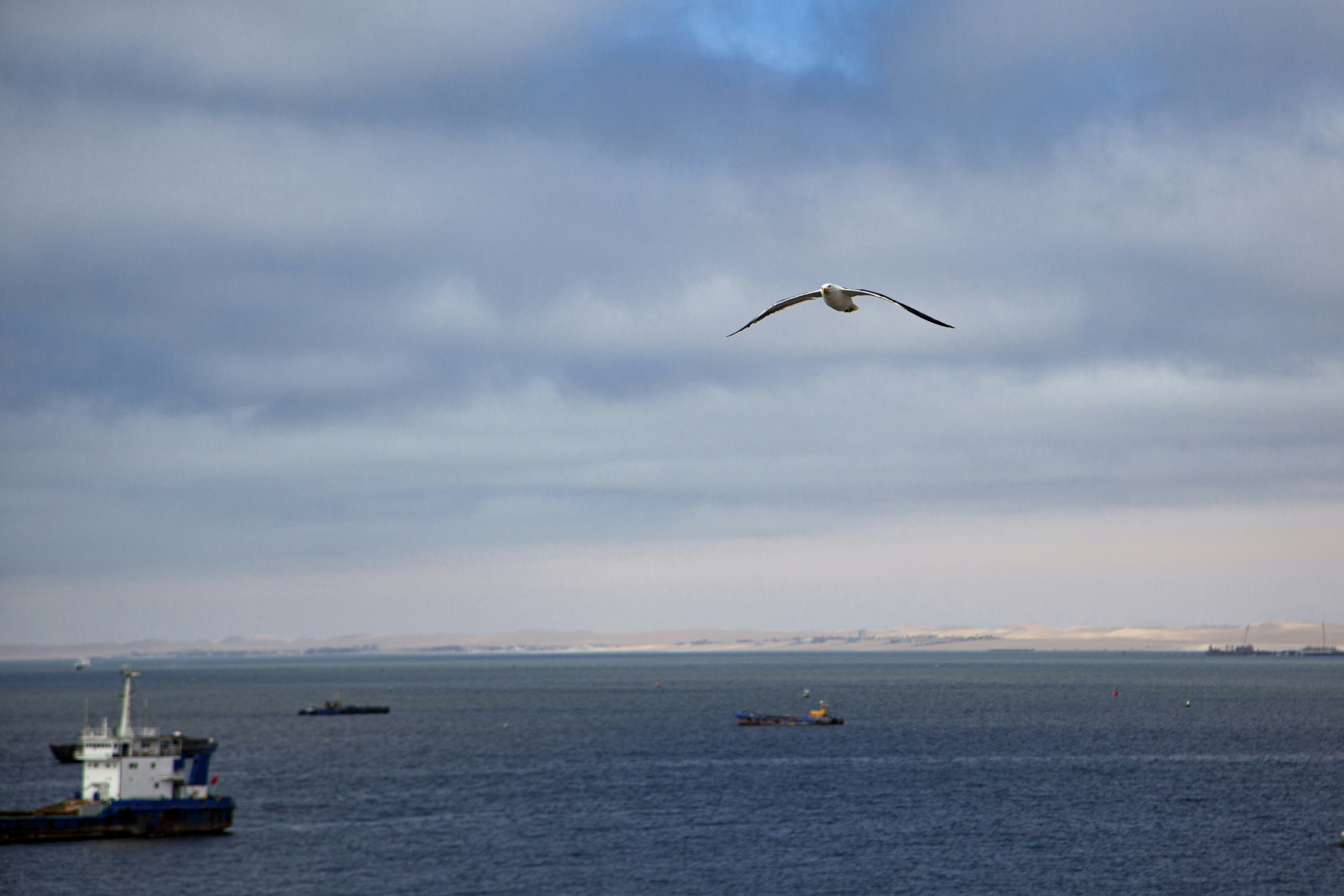Gull Arcing Over a Quiet Harbor with Distant Freighters