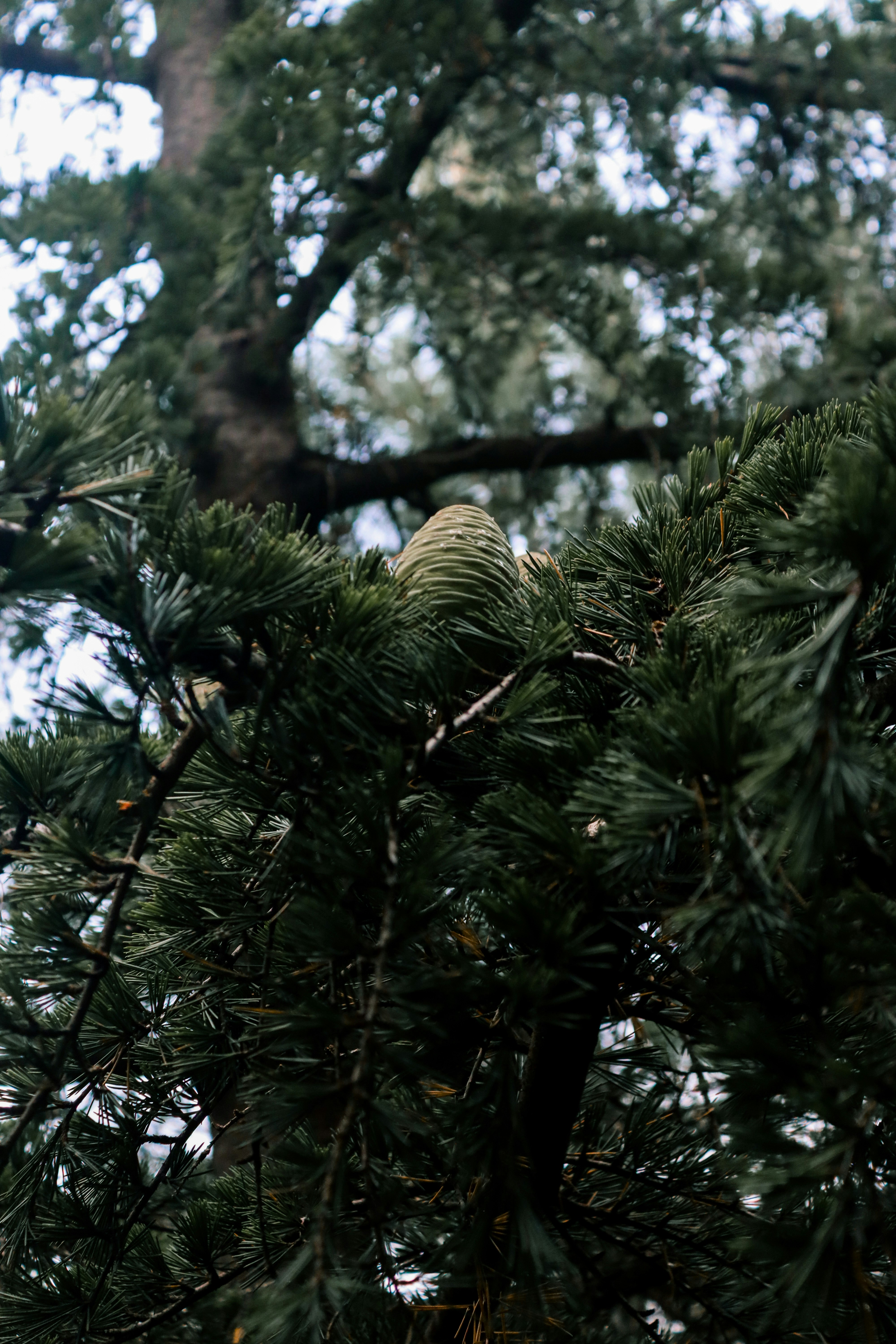 Whispers Among the Pines
