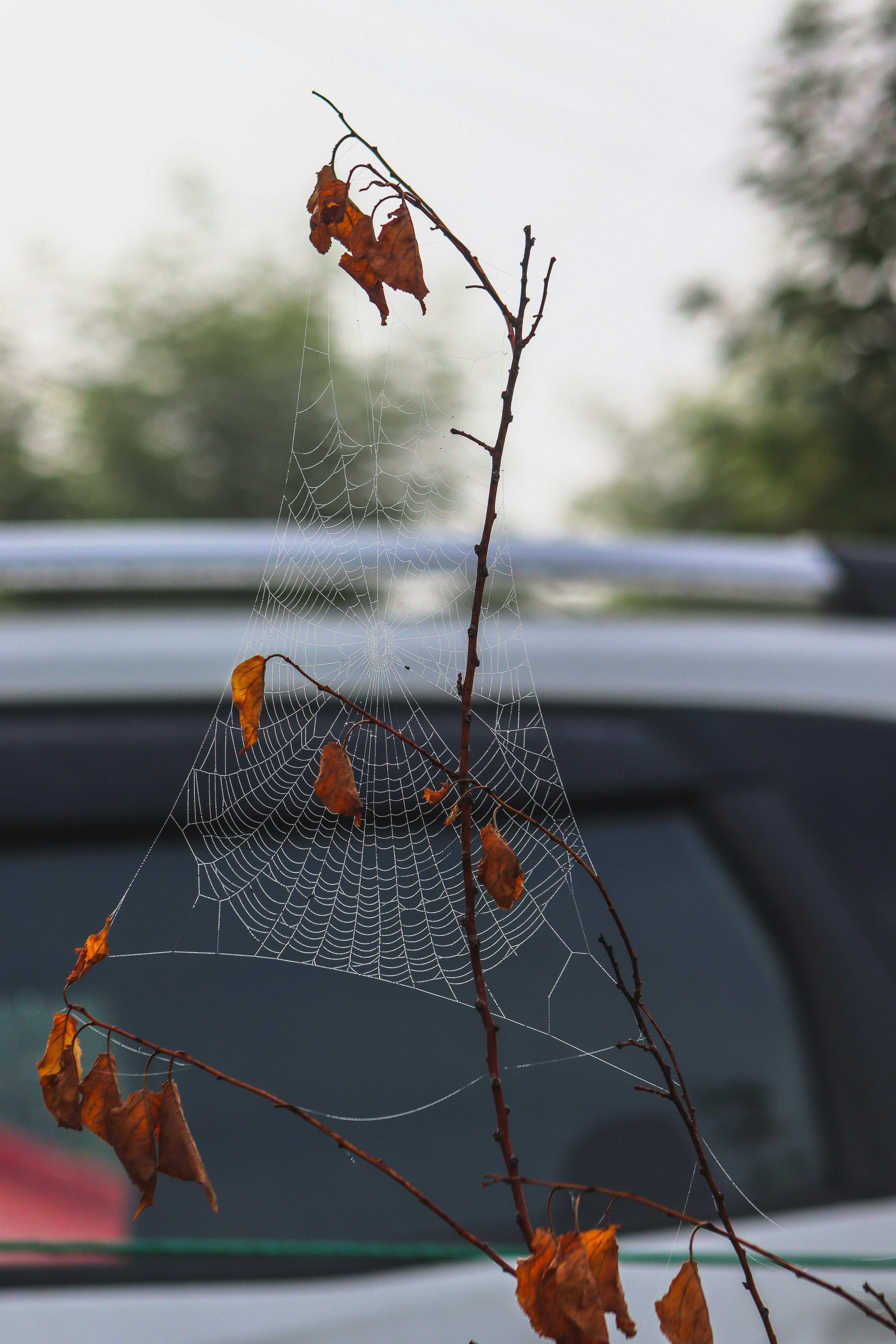 A spider web hanging from a tree in front of a car photo – Free Grey ...