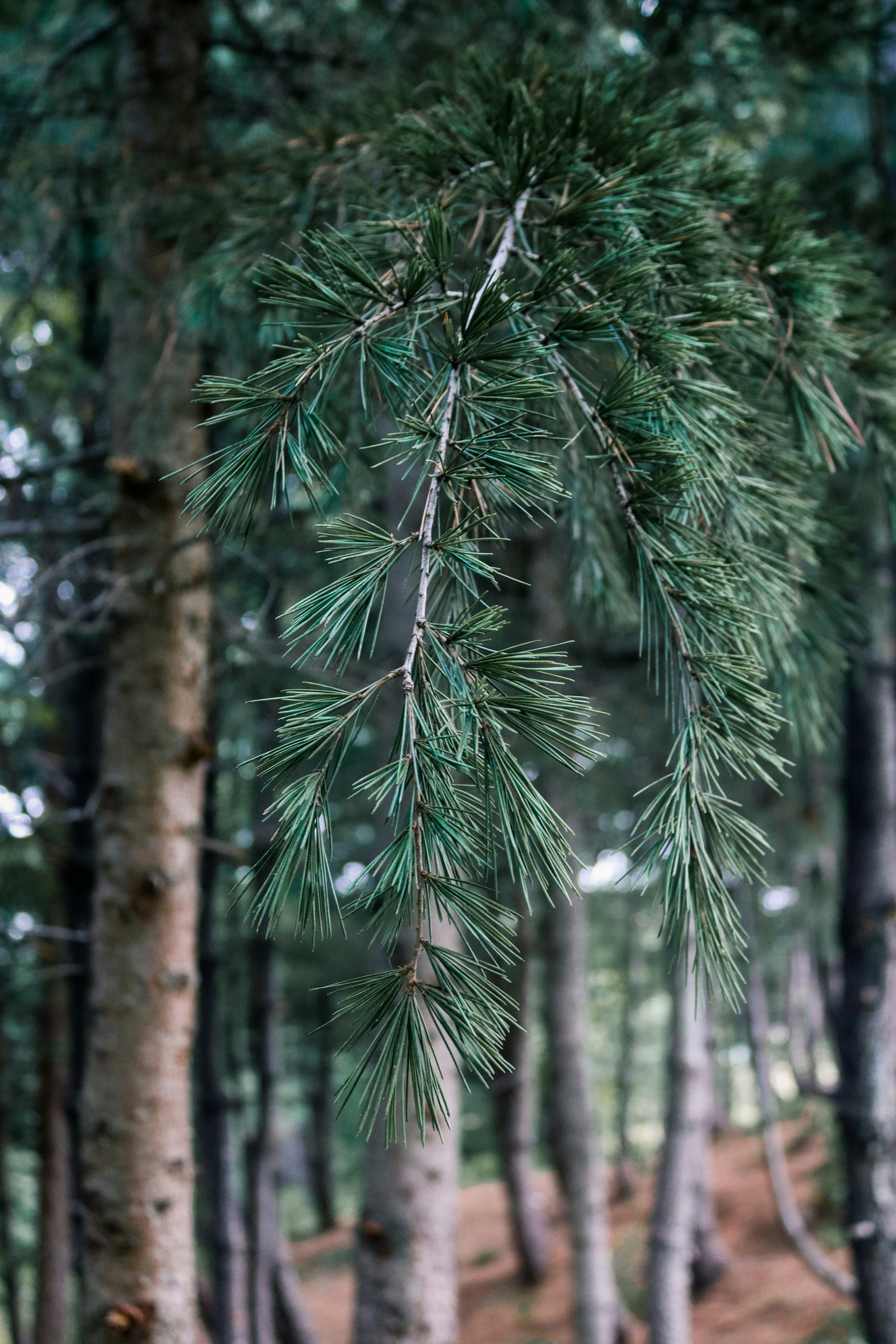 Suspended Pine Needle Cascade in a Quiet Forest