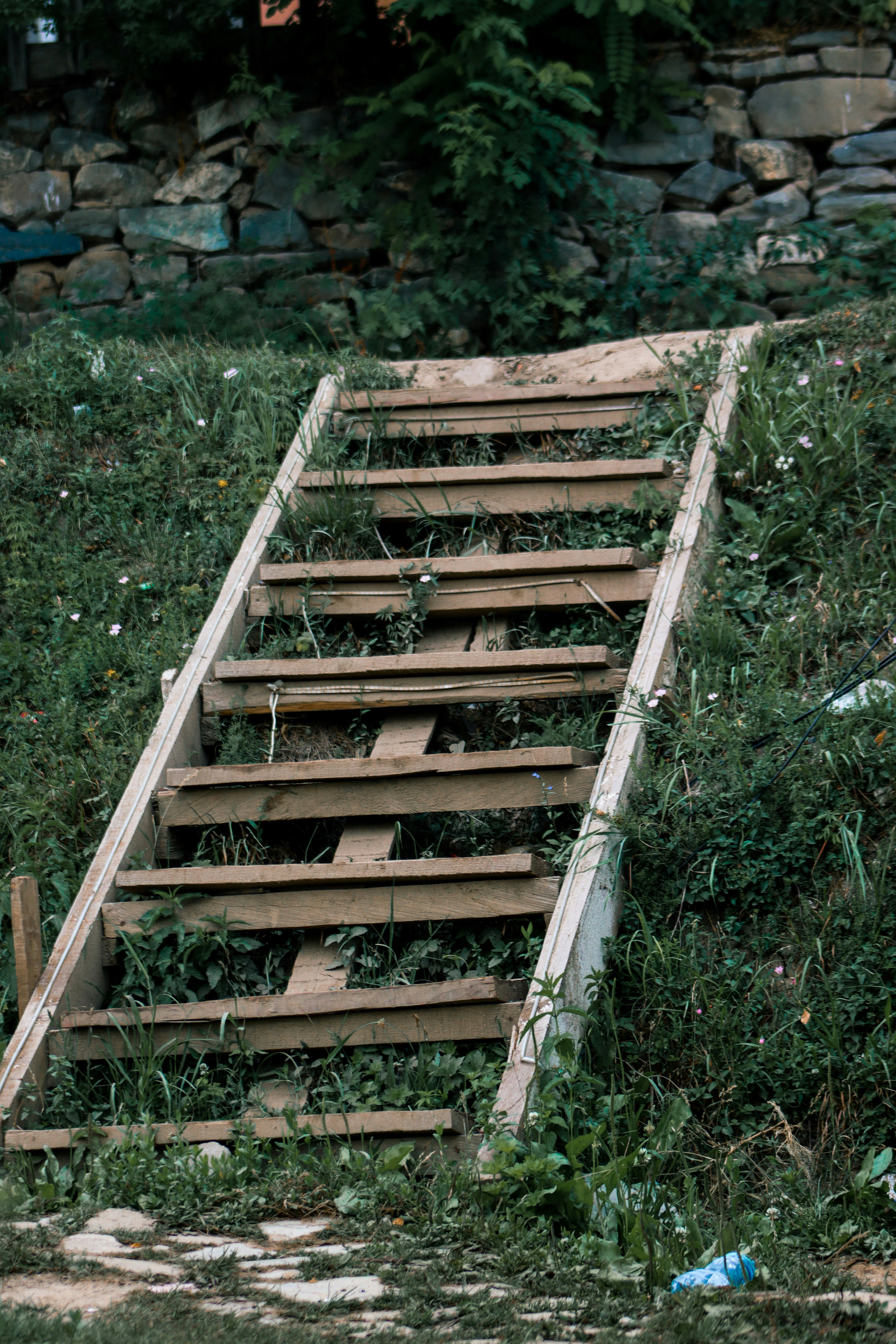 Weedy Ascent: A Weathered Wooden Ladder Reclaimed by Nature