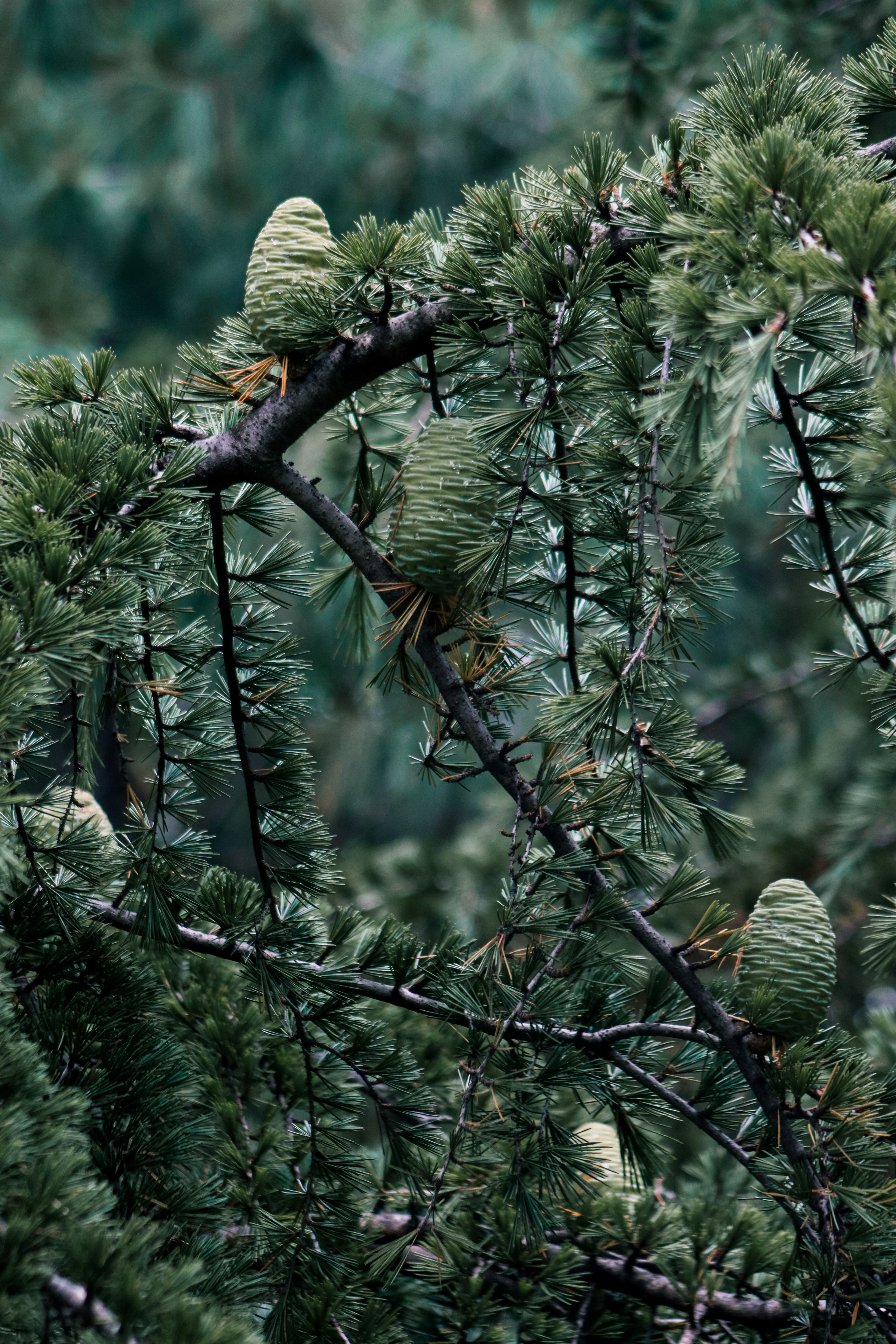 Needlework and Cones: A Close-Range Pine Portrait