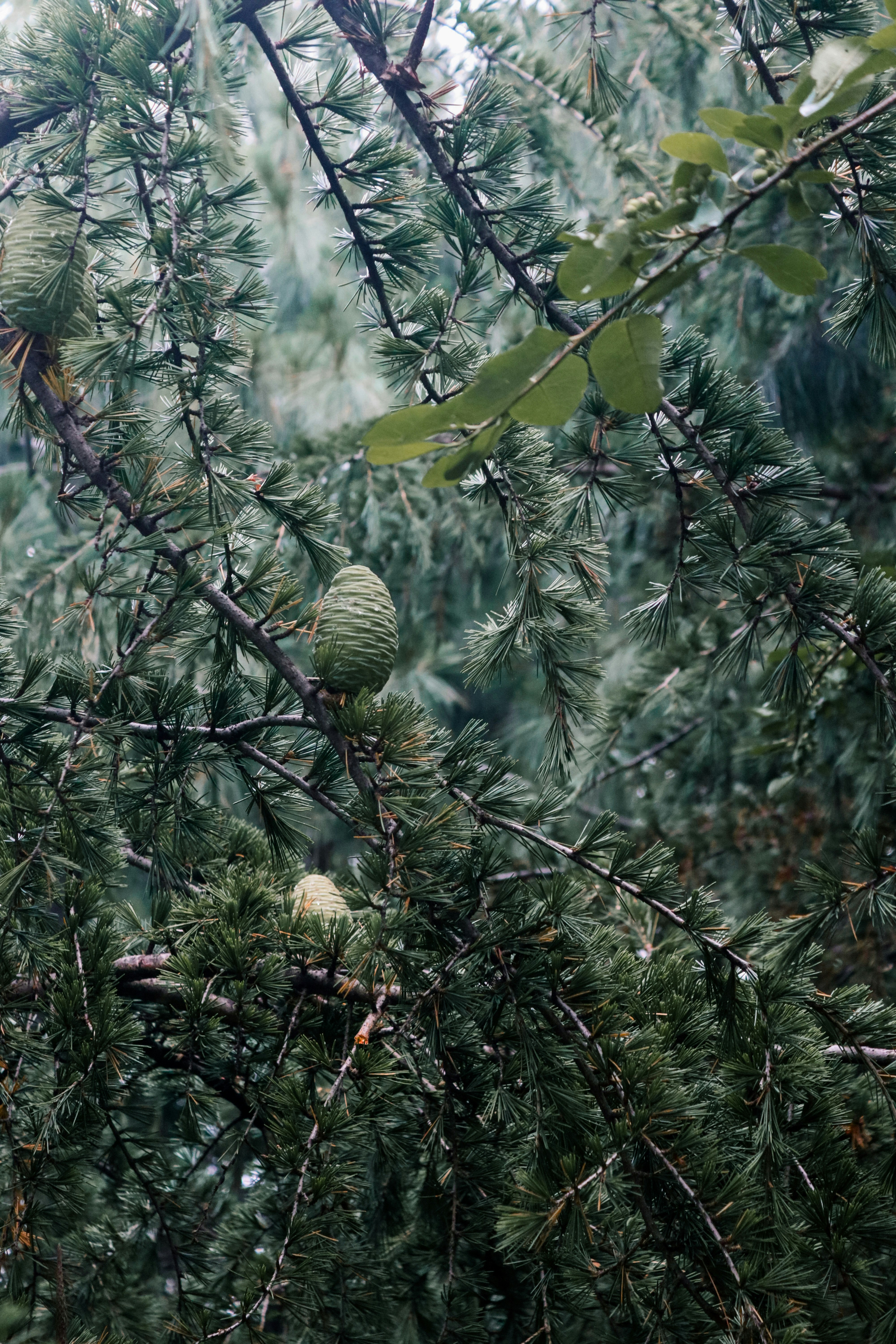 Pinecone Pause Among Needle Archways
