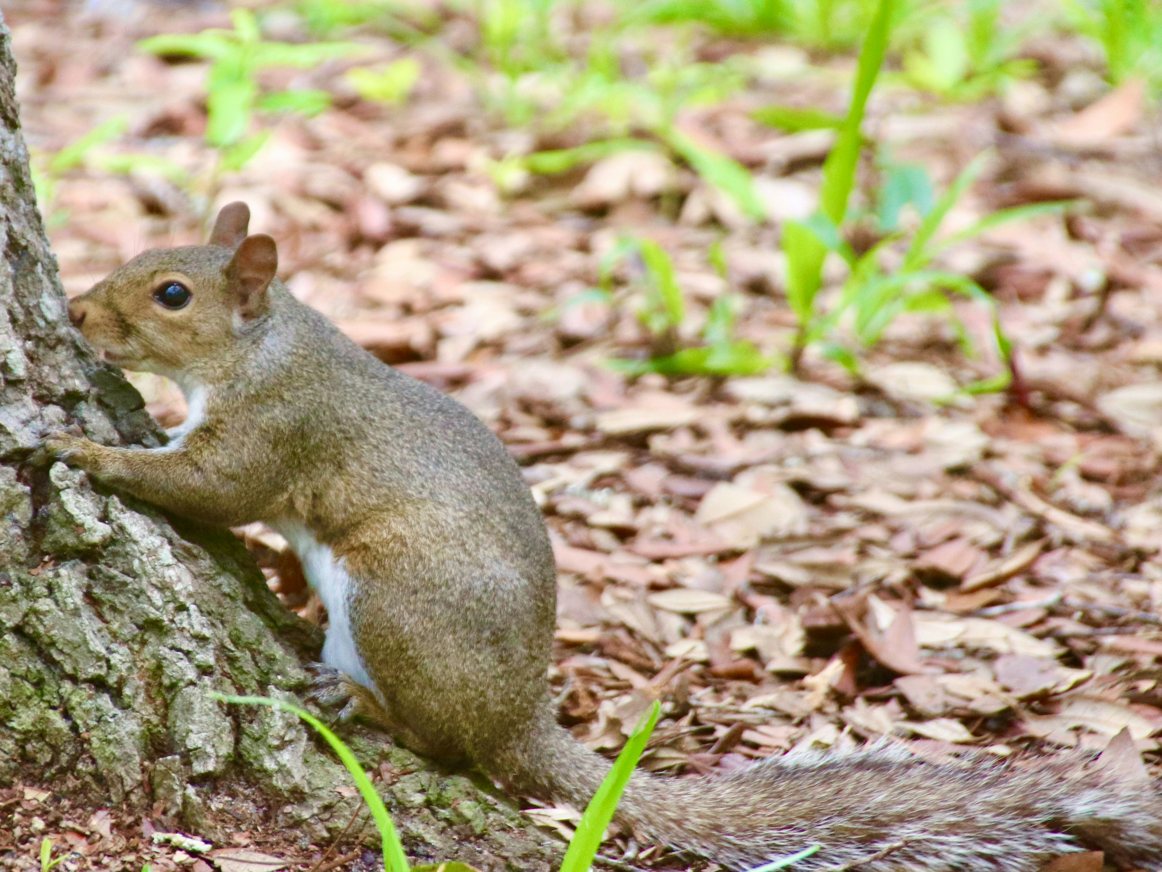 Nature's Climber: A Squirrel's Ascent