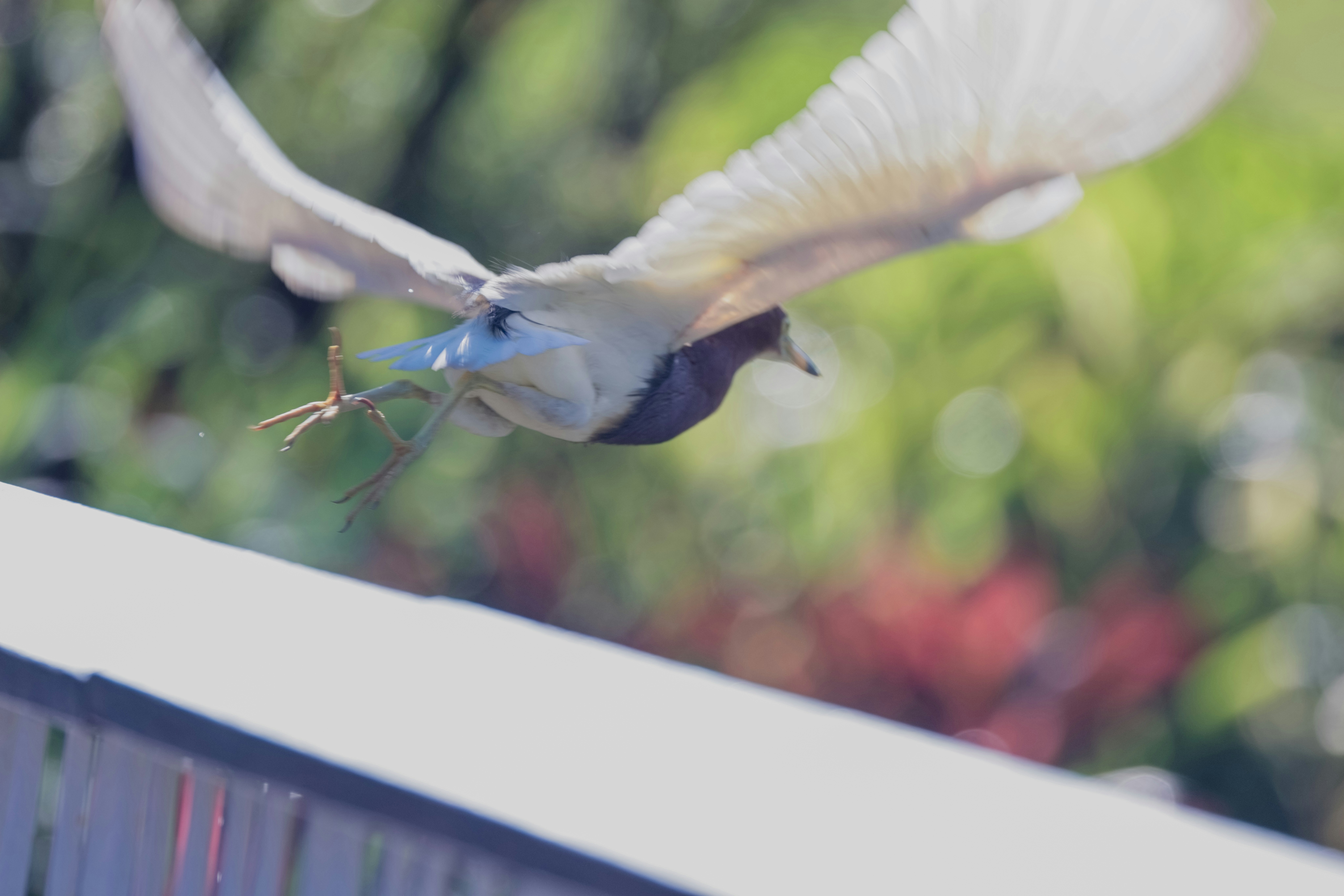 Muted Takeoff: A Bird Clips a Garden Rail at Dawn