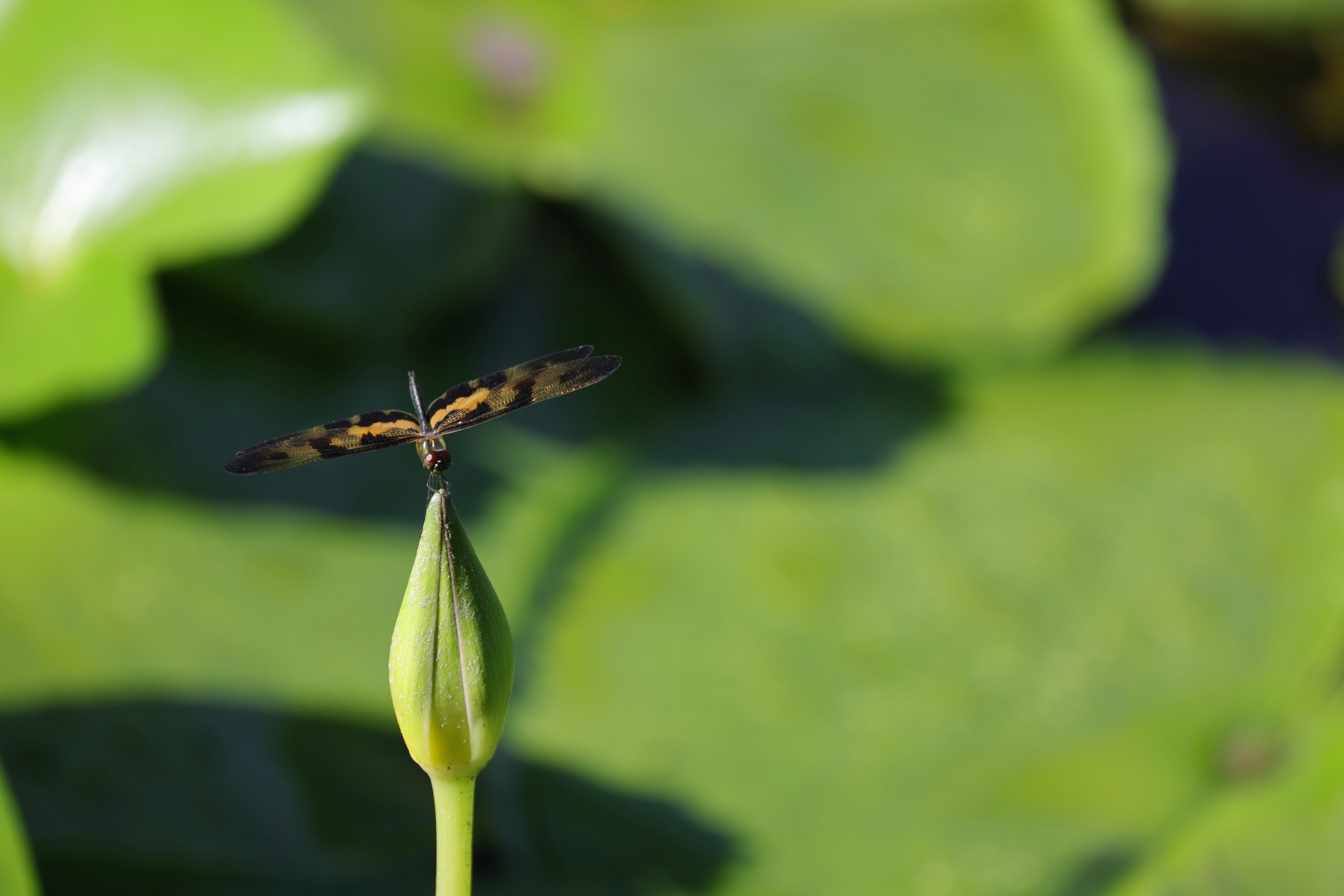 Dragonfly Perch on a Lotus Bud Amid Quiet Green
