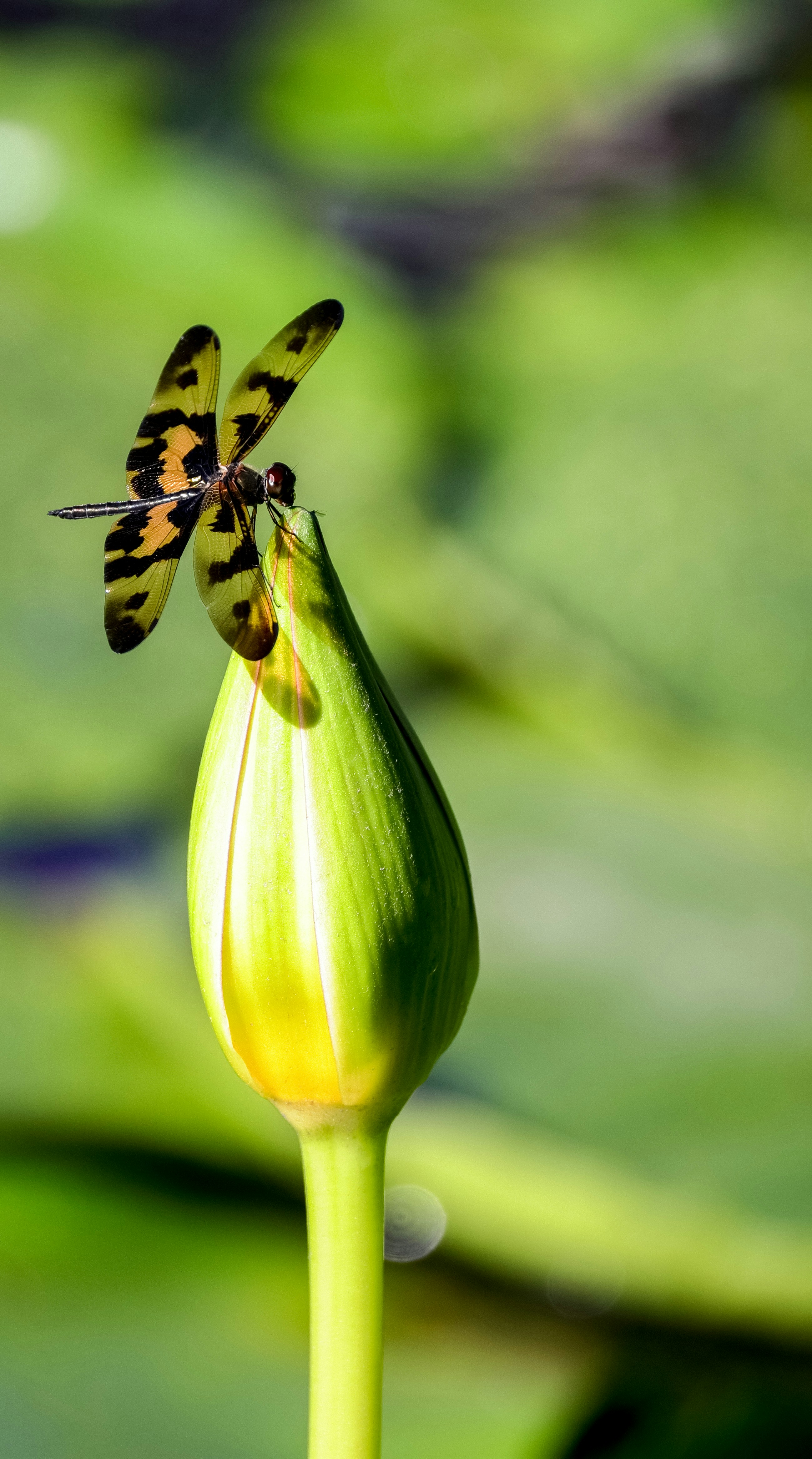 Dragonfly on a Lotus Bud: a Quiet Moment in Spring Light