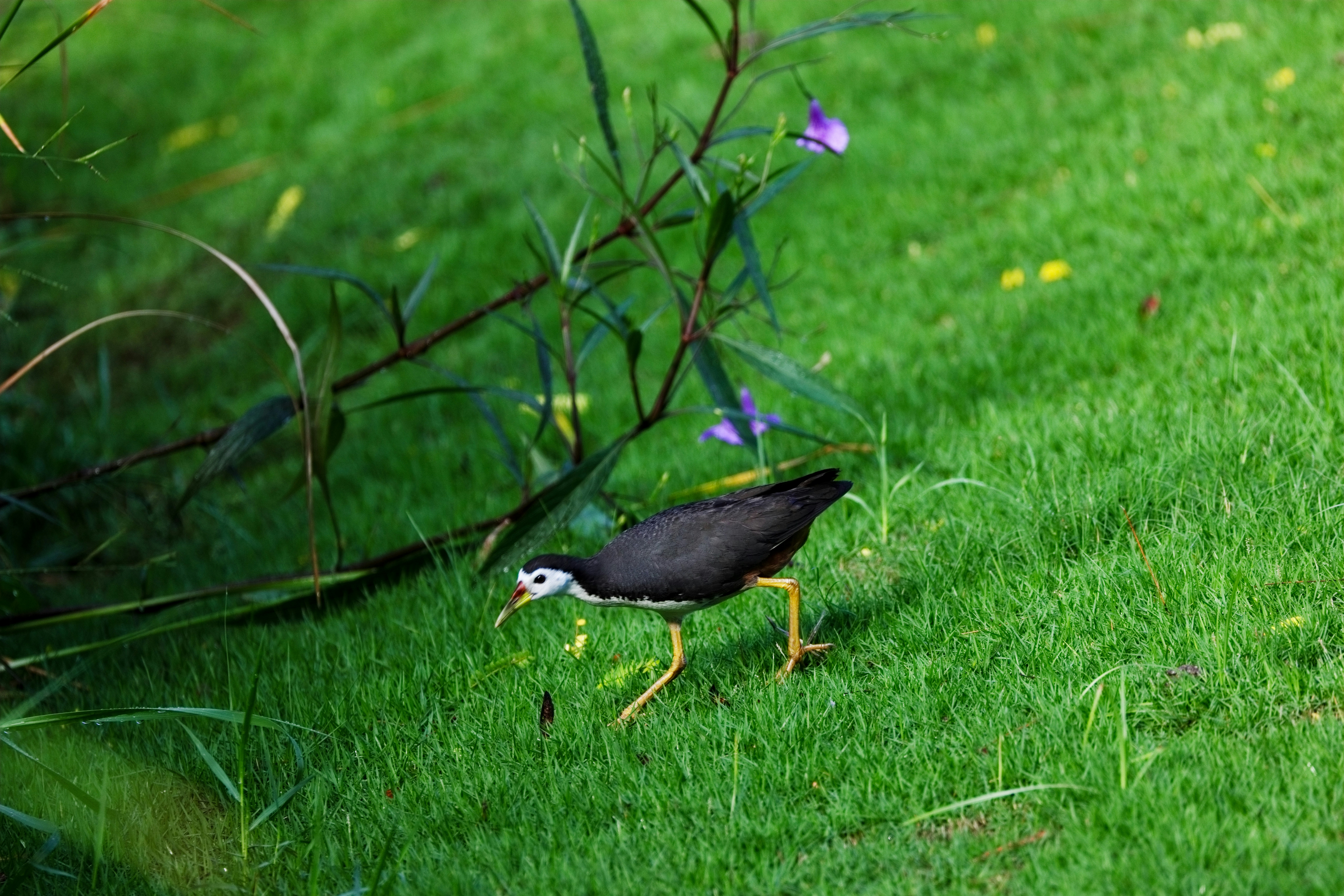 Bright-Stride: White-faced Moorhen on a Velvet Green Lawn