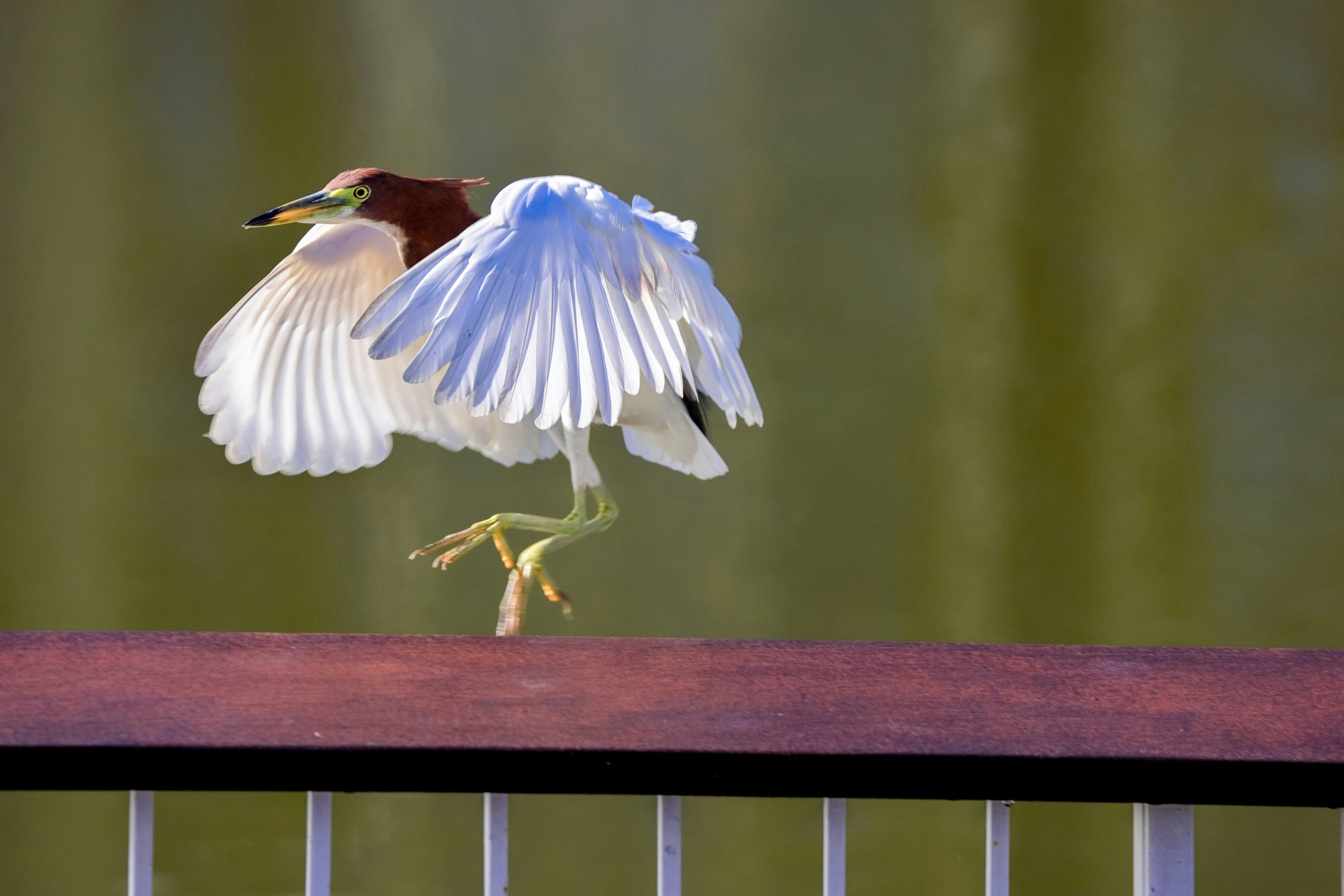 Winged Leap: White Heron Touches Down on a Crimson Railing