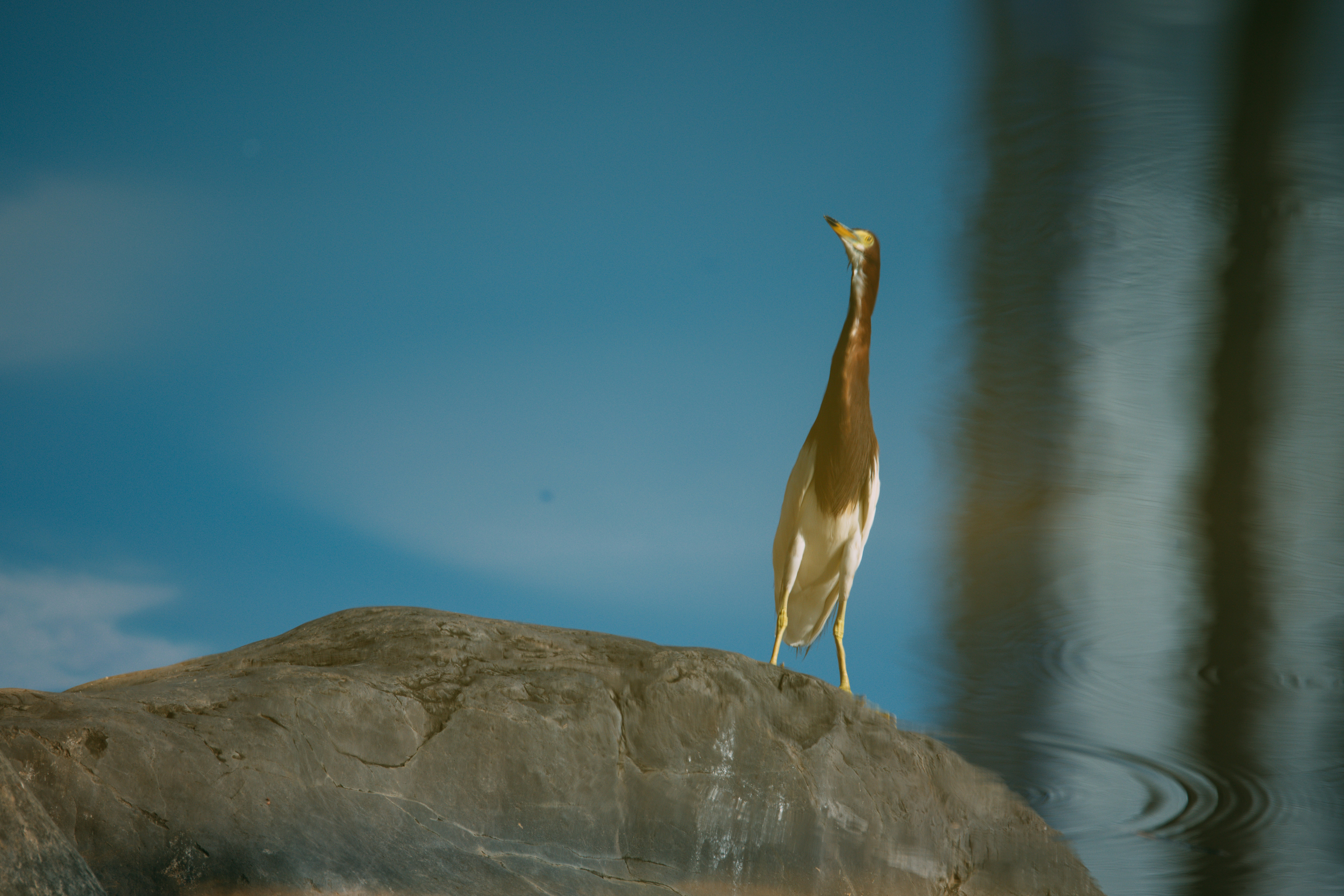 Heron at the Edge: A Quiet Portrait on a Sun-Warmed Rock