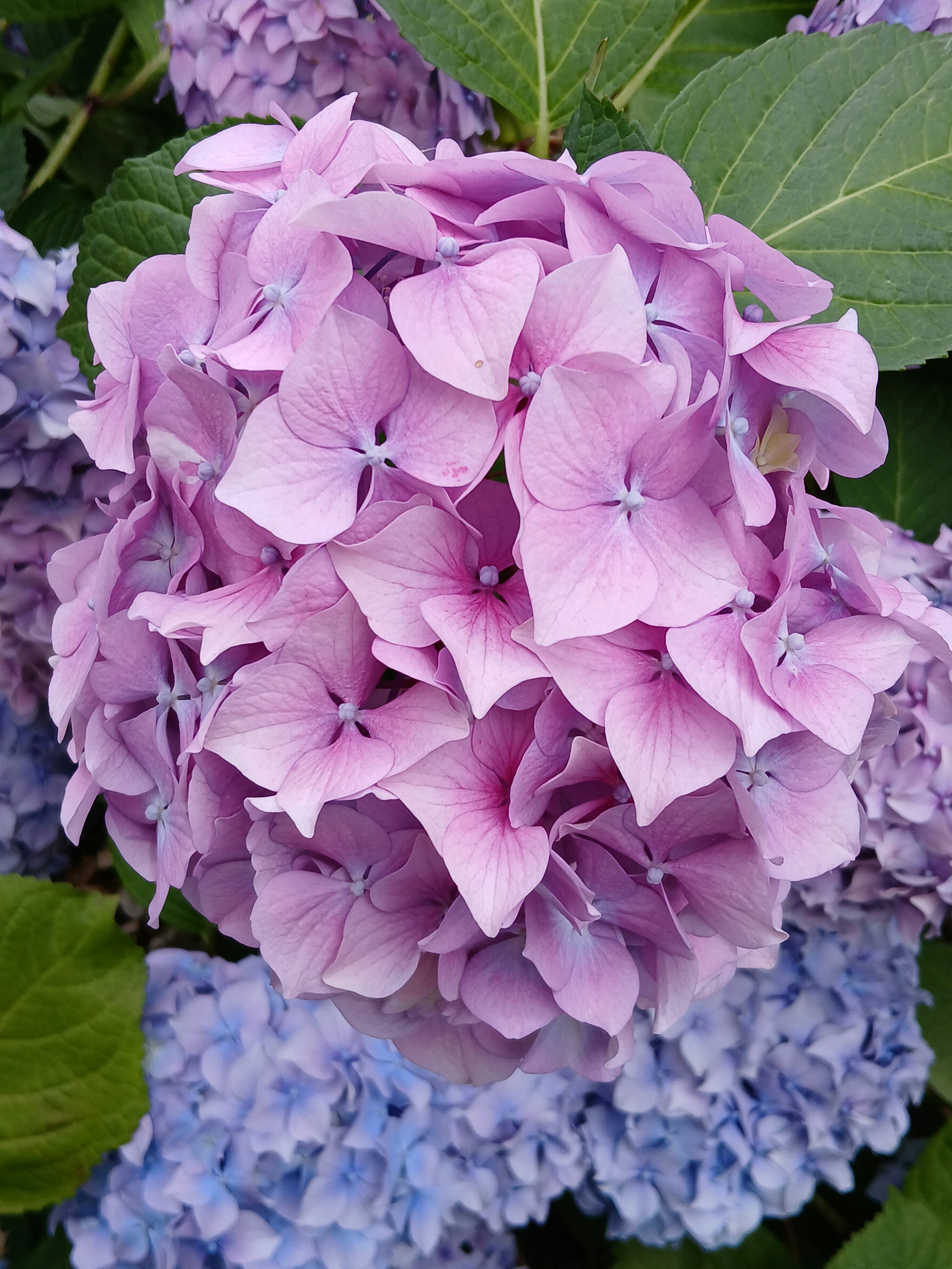 Close-up of pink and lavender hydrangea blossoms forming a dense cluster, with green leaves framing the bouquet.