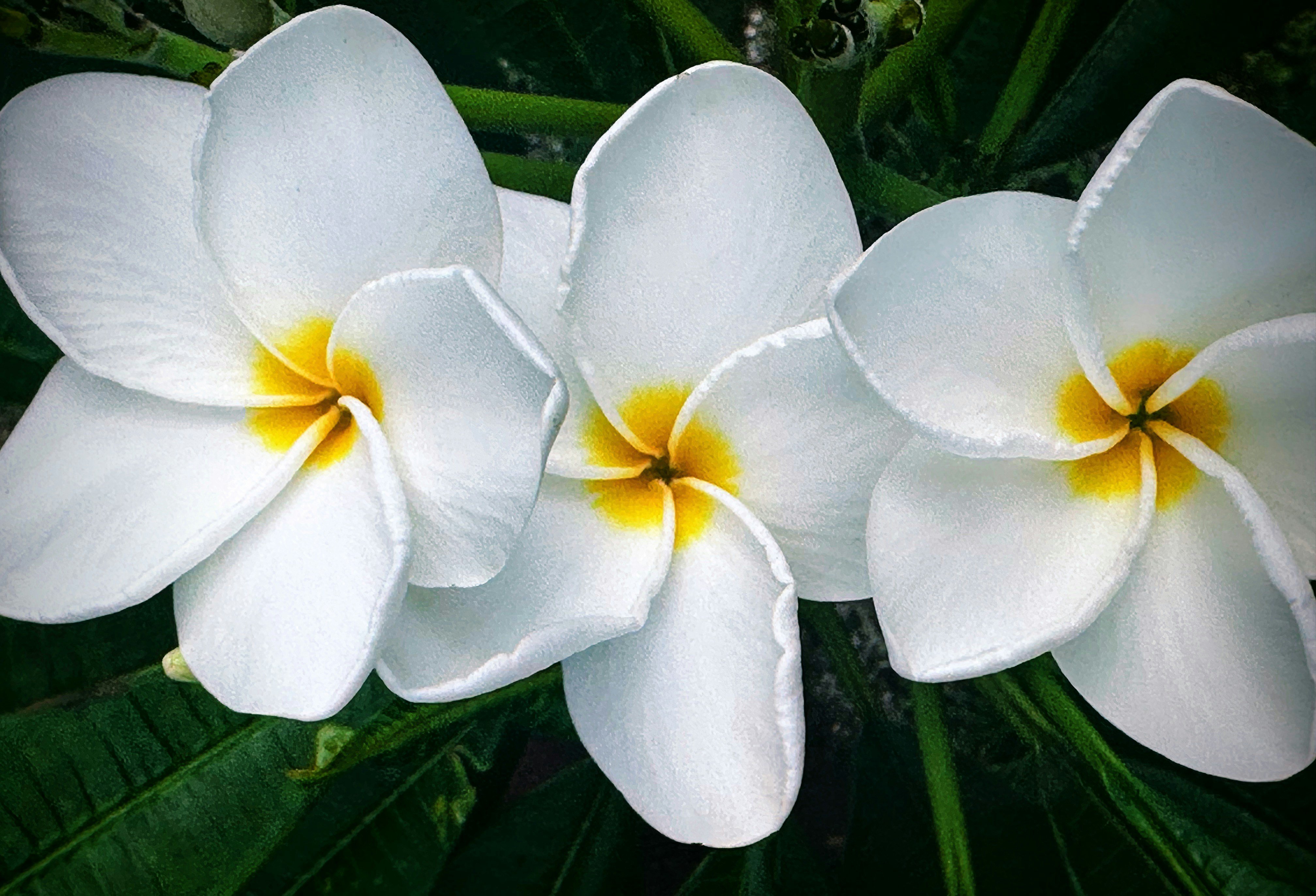 Fondo De Pantalla Con Imágenes De Flores Hawaianas