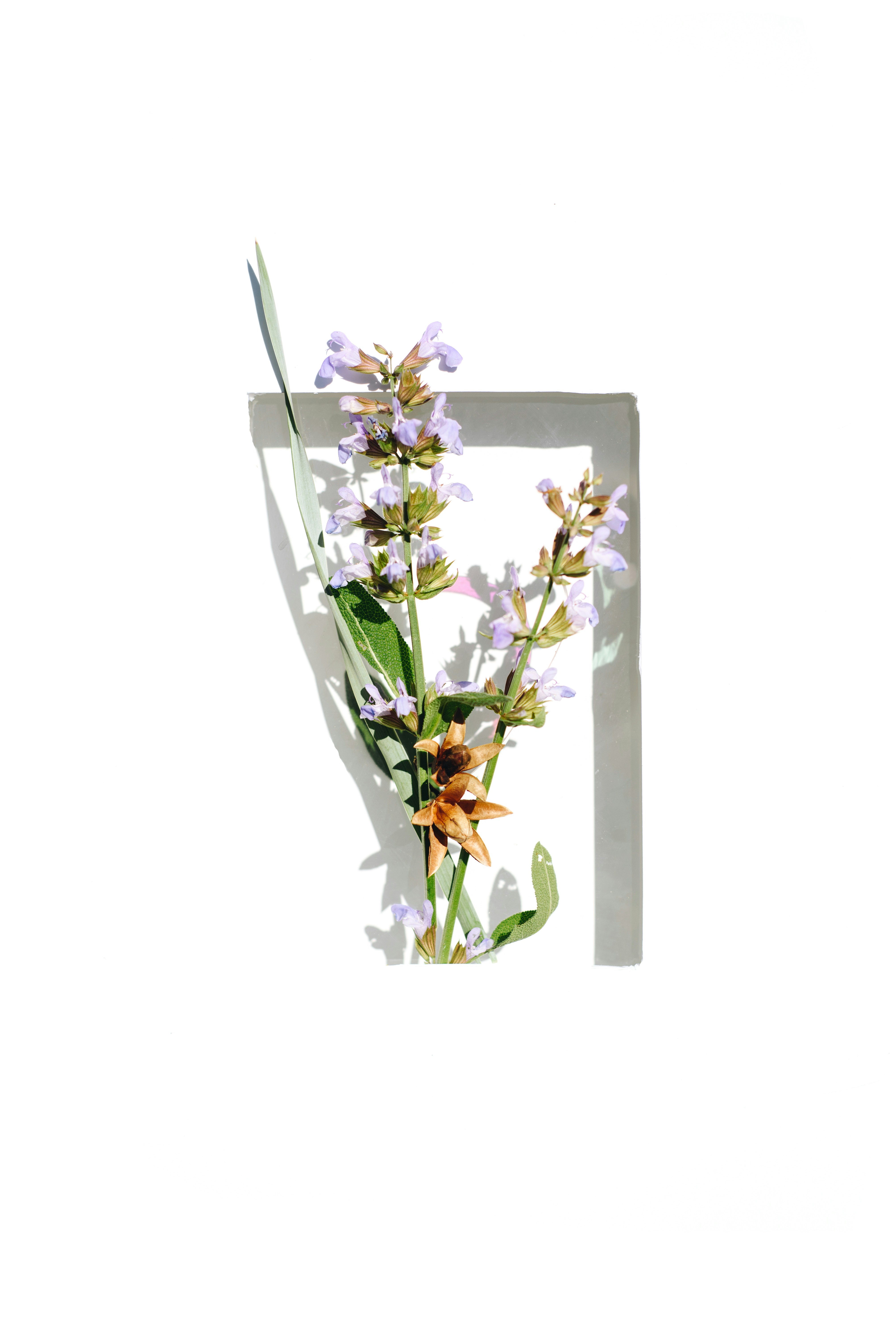 Quiet Bouquet in White: Lavender Sprigs and Bronze Blossoms in a Minimal Frame