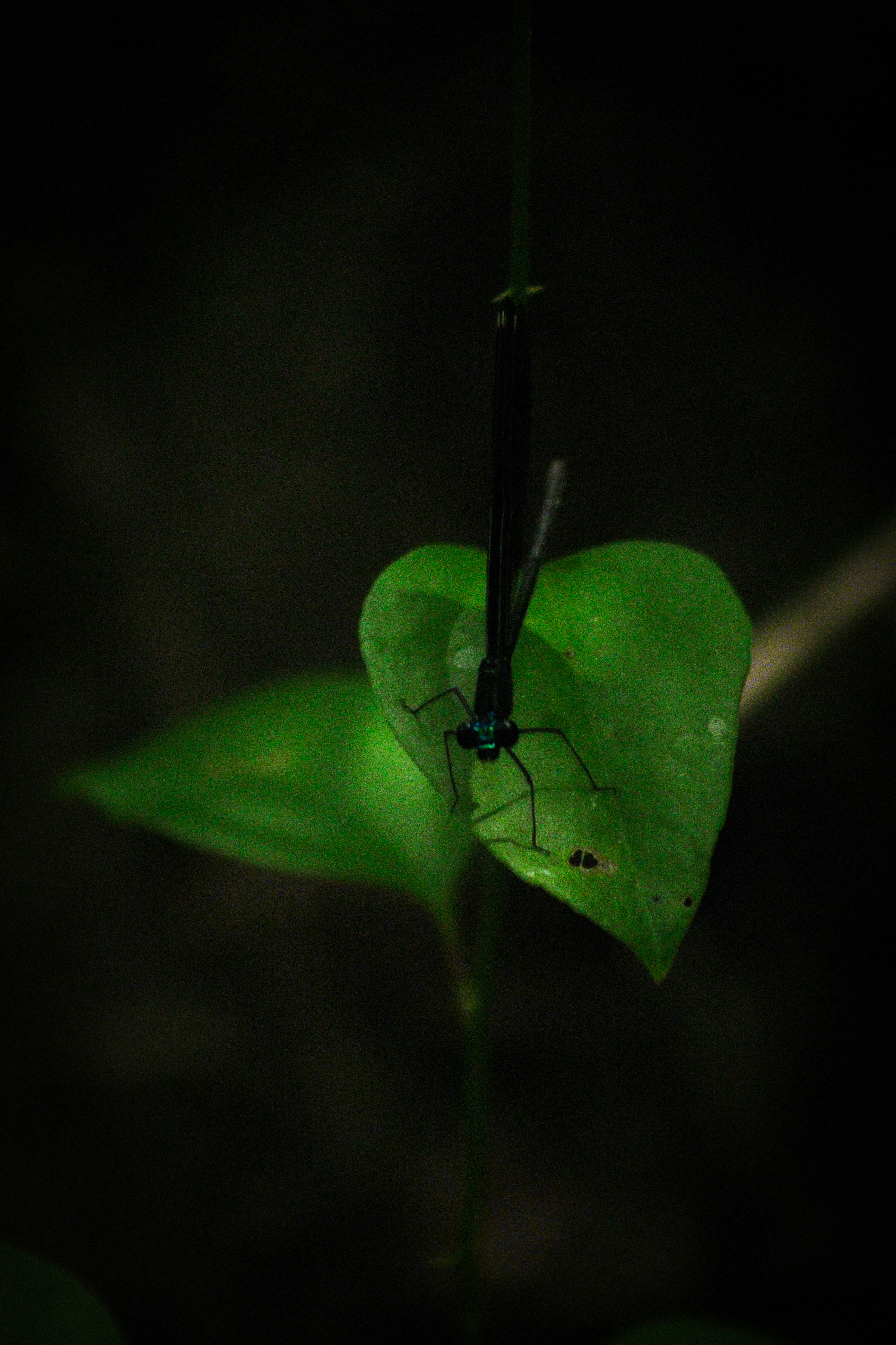 Nocturnal Veil: a damselfly on a lone green leaf