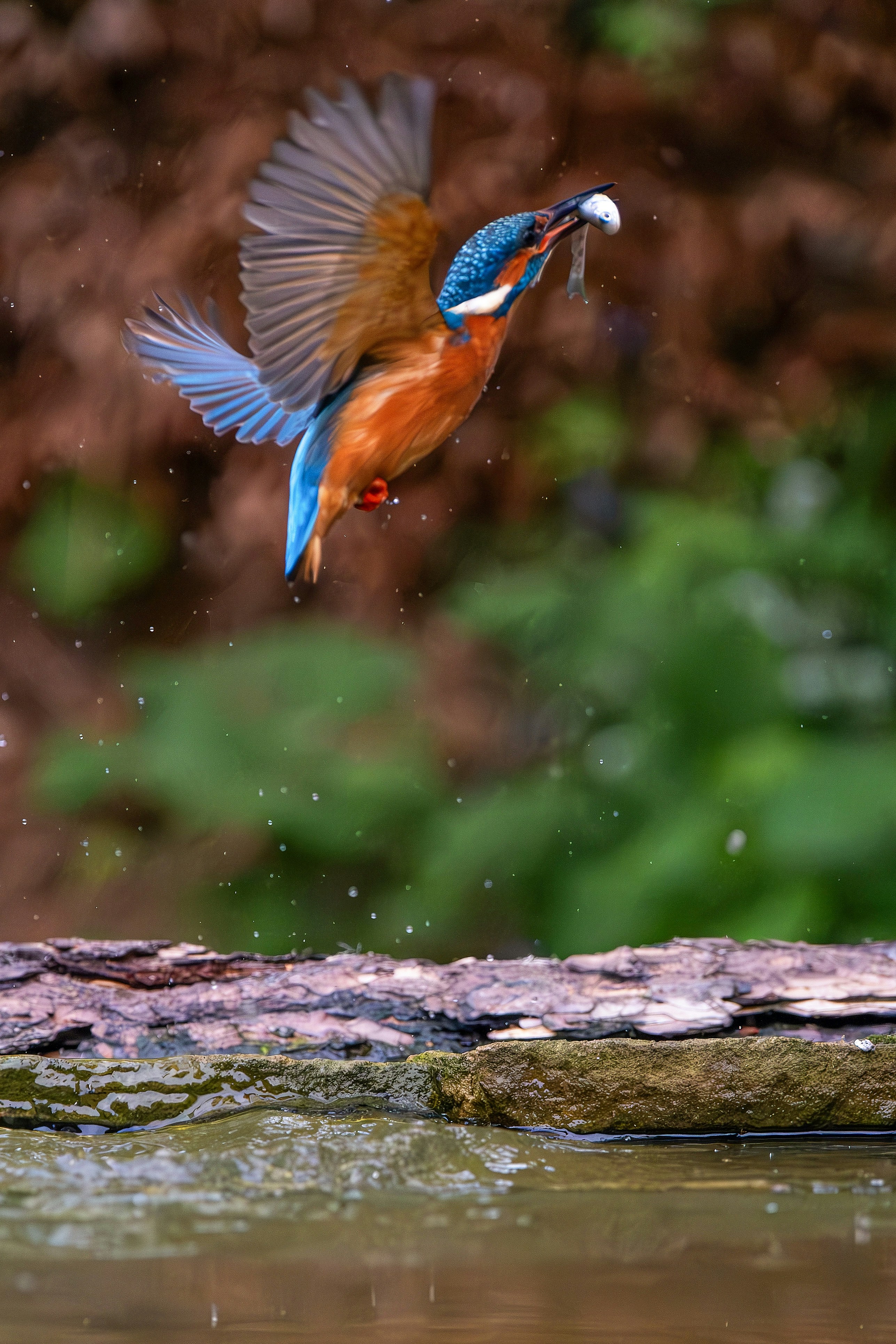 Cobalt and Citrus in Flight: Kingfisher Snatches a Fish Over a Quiet Pool