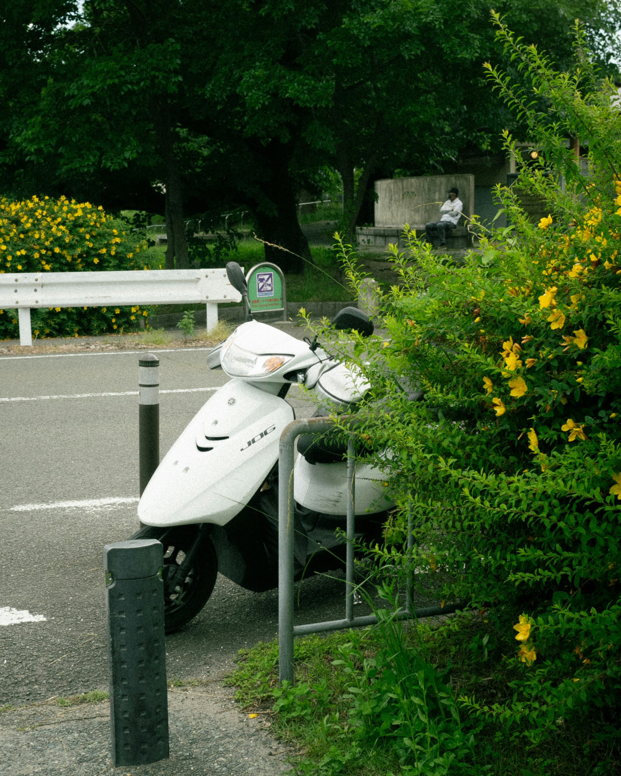 White scooter paused beside a hedge of yellow blooms at the park’s edge