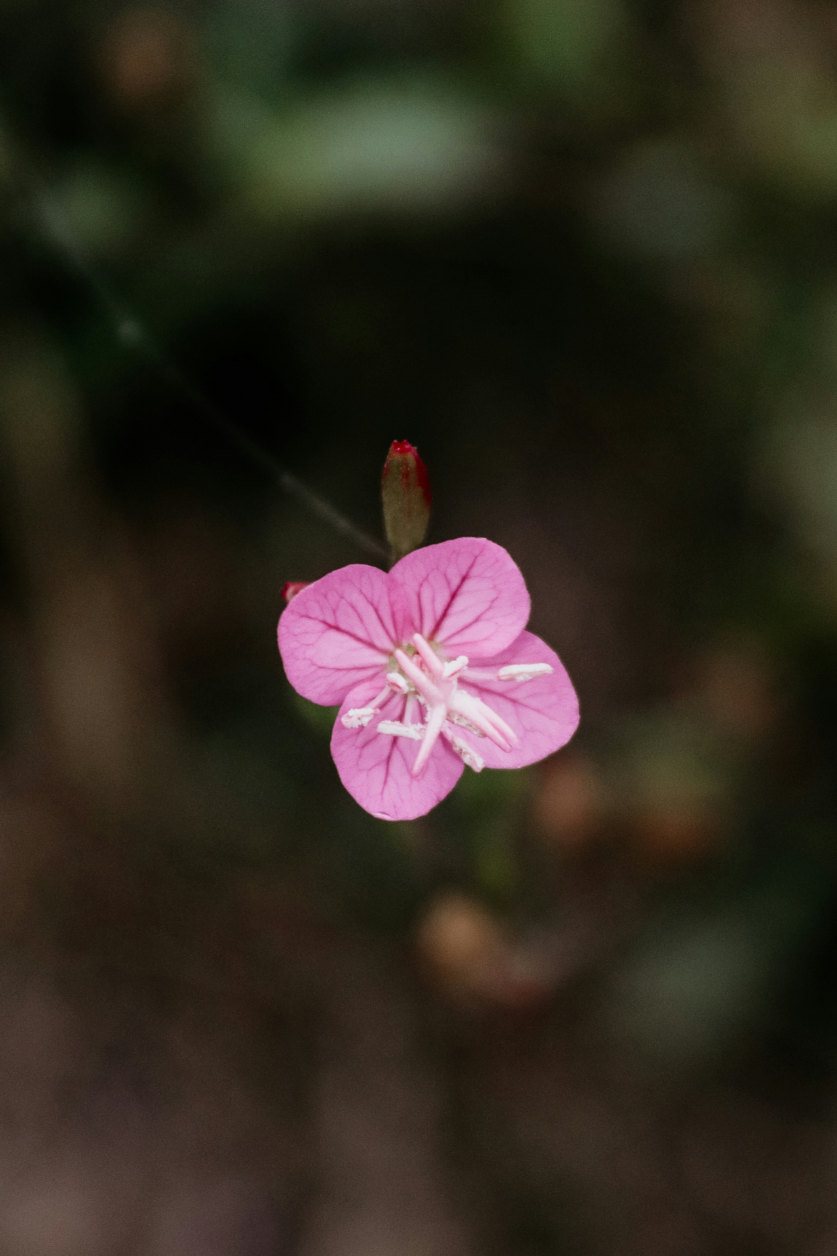 Photo by Anees Ur Rehman with Canon EOS 250D