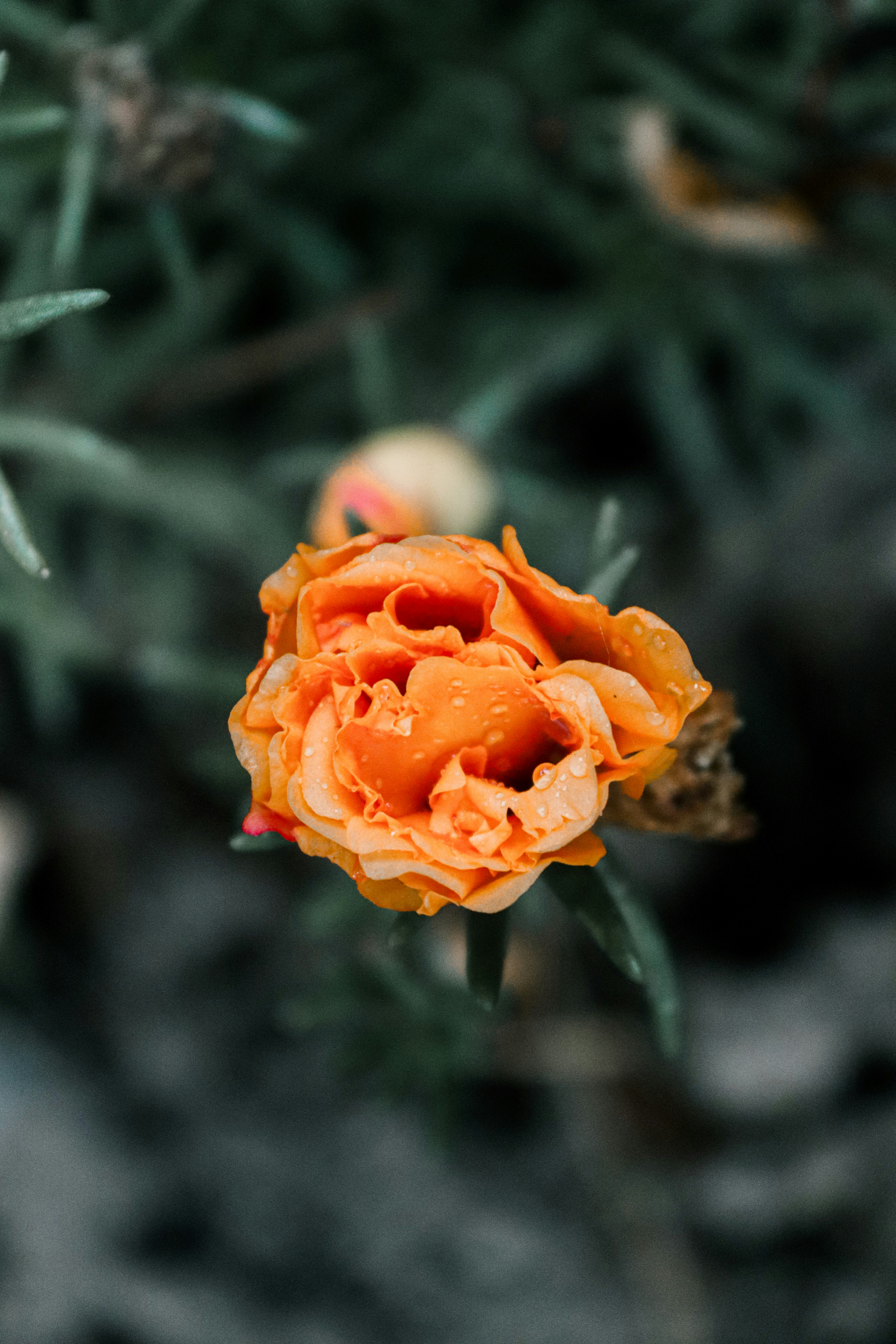 Petal Geometry in Focus: Dew-Kissed Orange Rose in Velvet Bokeh